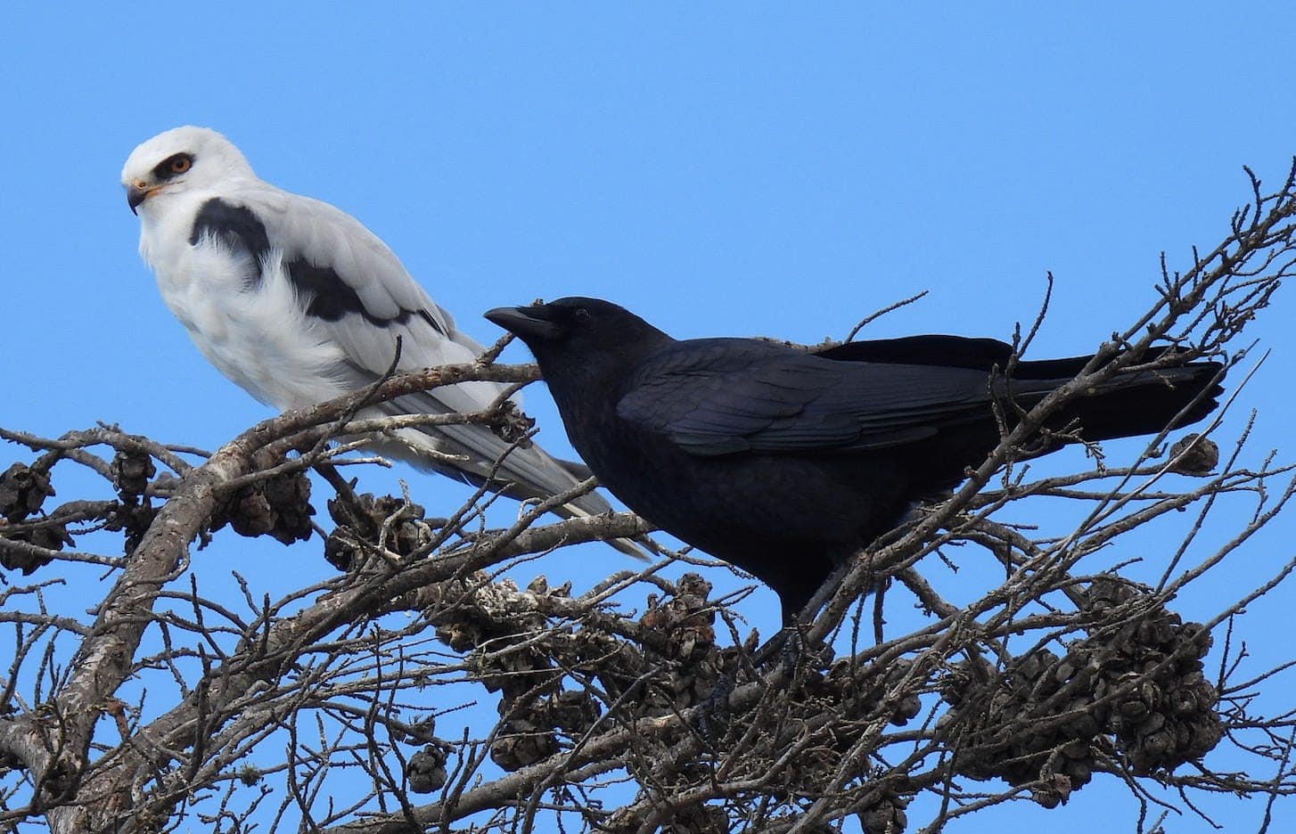 The Curious Case of Mama Kite - Golden Gate Bird Alliance