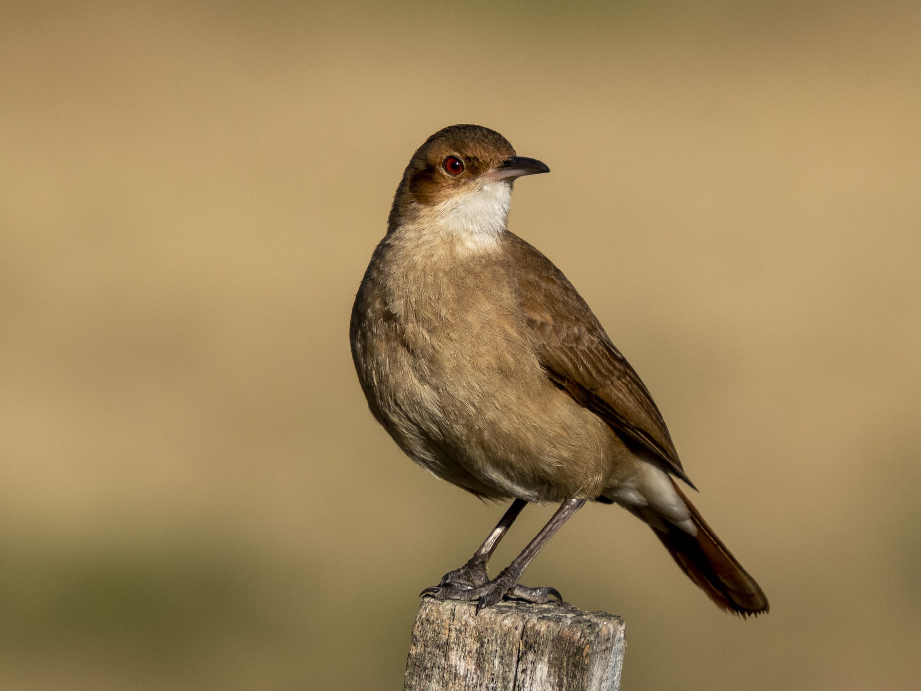 Hornero - Golden Gate Bird Alliance