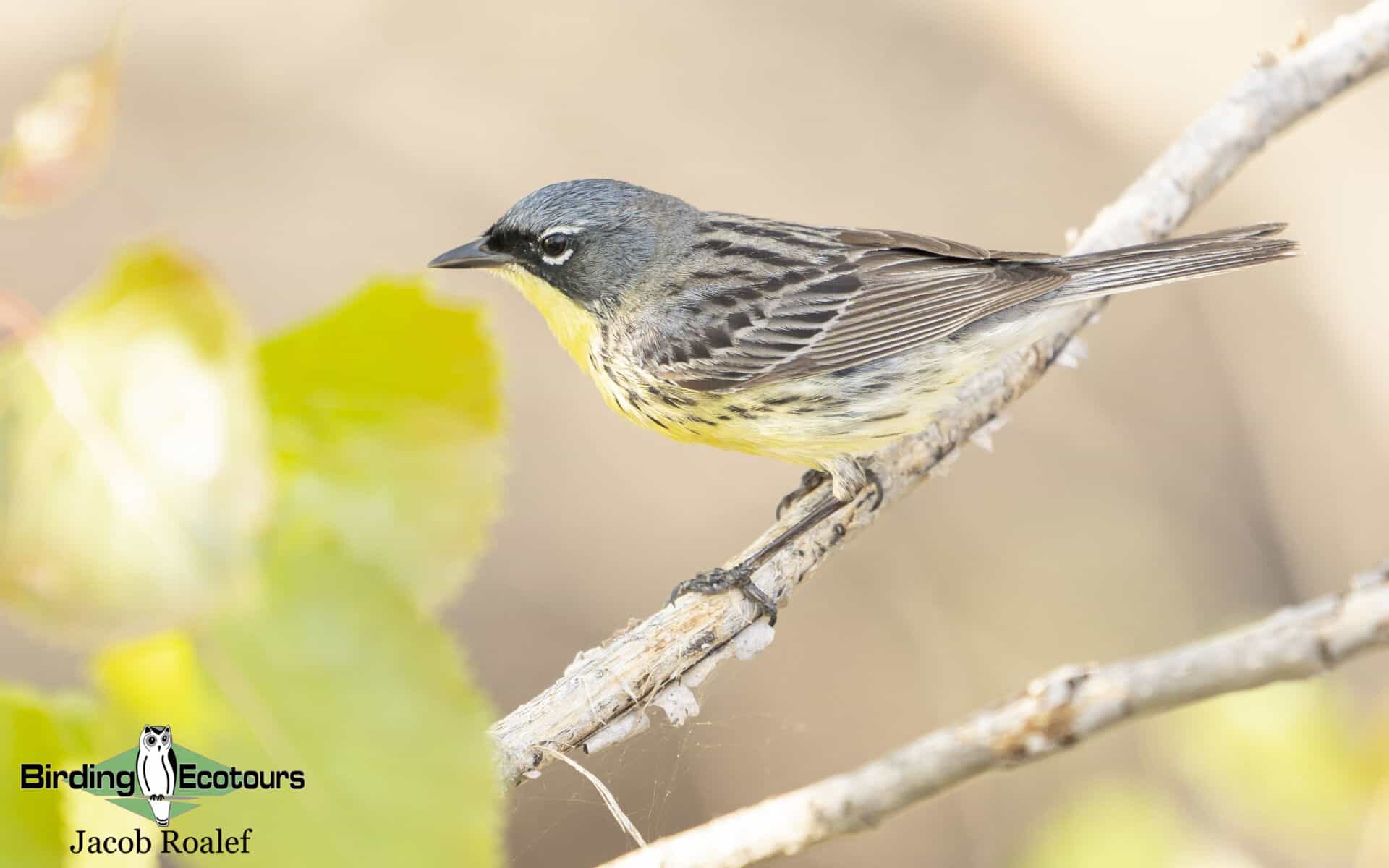 Ohio Spring Migration Sensation - Golden Gate Bird Alliance