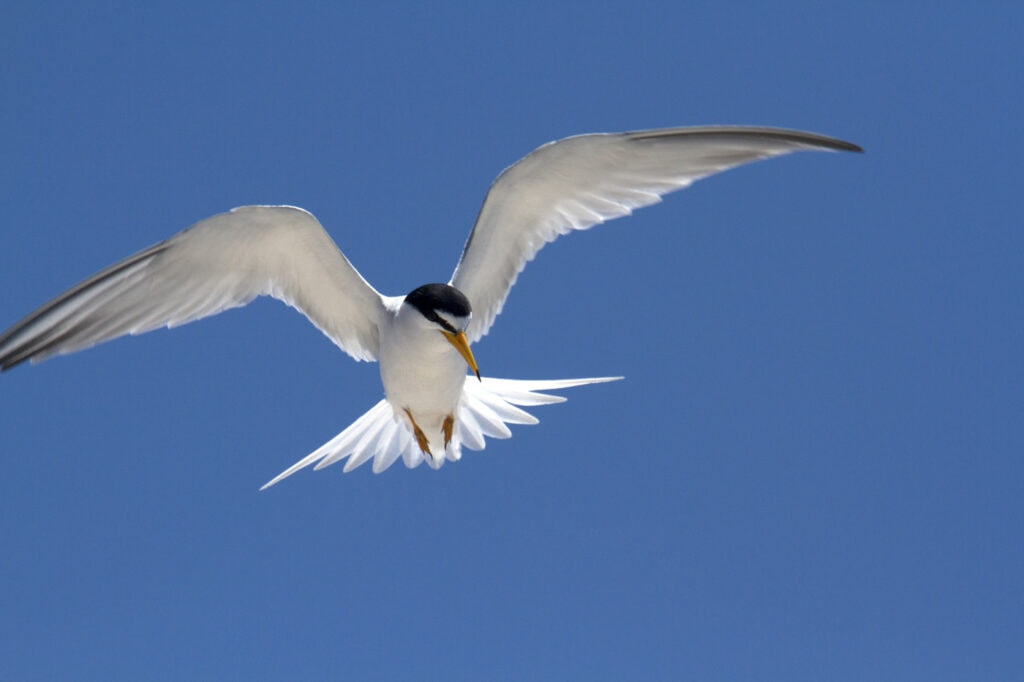 Golden Gate Bird Alliance Membership - Golden Gate Bird Alliance