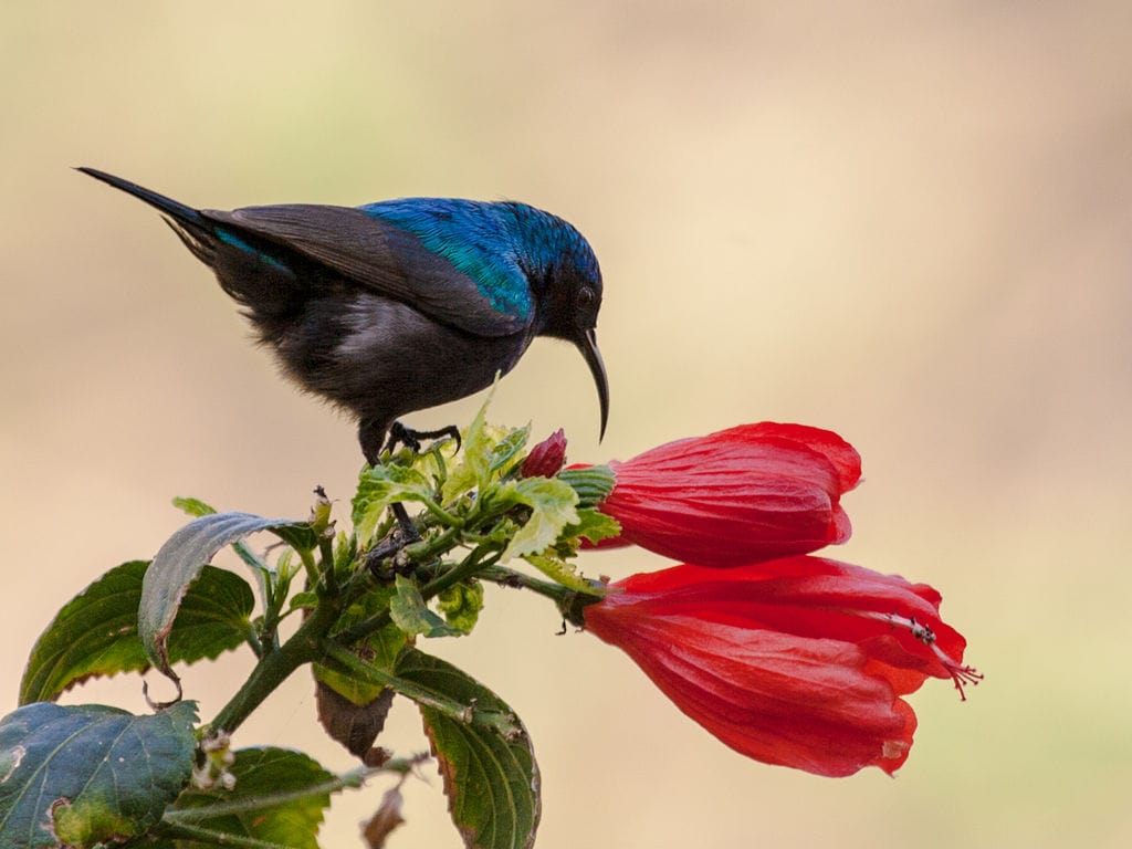 1024px-Palestine_Sunbird_-_Cinnyris_osea - Golden Gate Bird Alliance