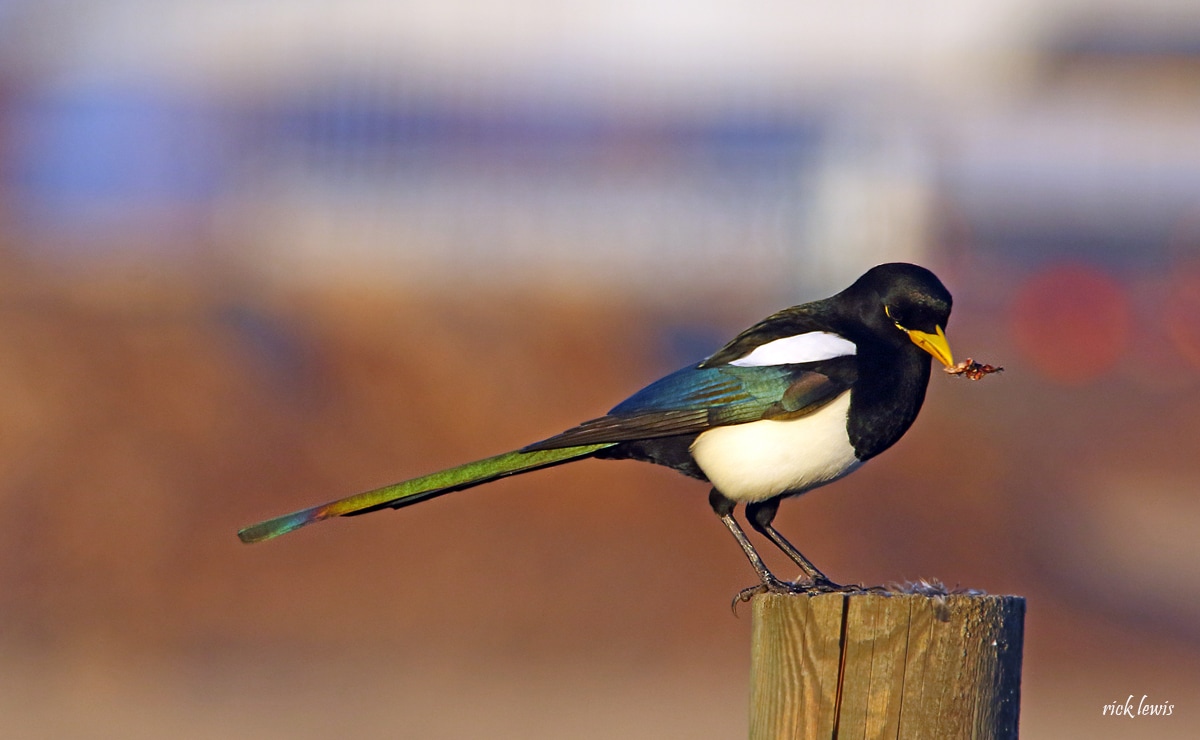 Yellow-billed magpie at CRP by Rick Lewis 2 - Golden Gate Bird Alliance