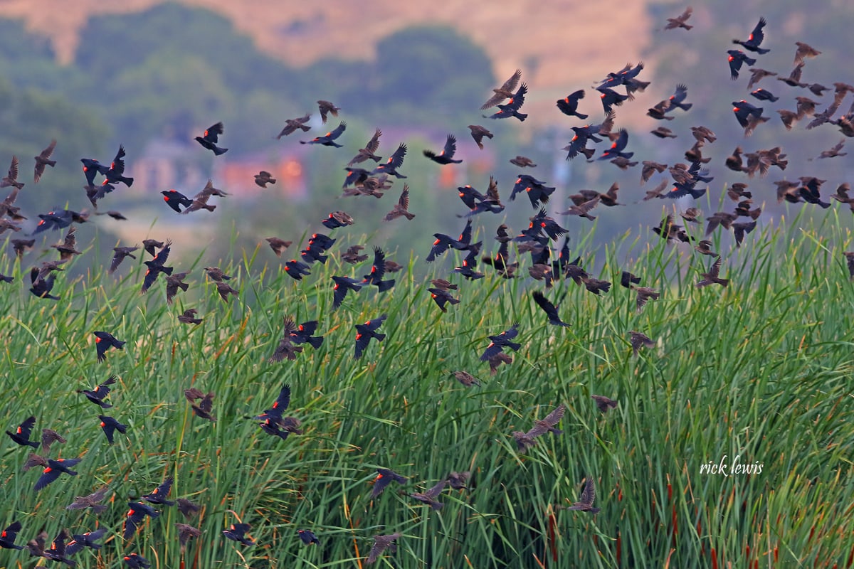 Winter at Ed Levin County Park - Golden Gate Bird Alliance