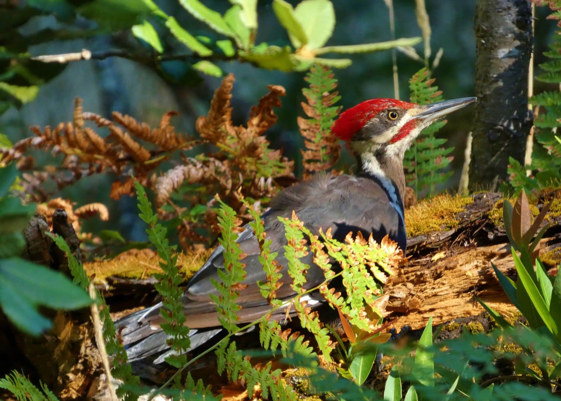 From Shore to Lake: East Bay Biggish Day - Golden Gate Bird Alliance