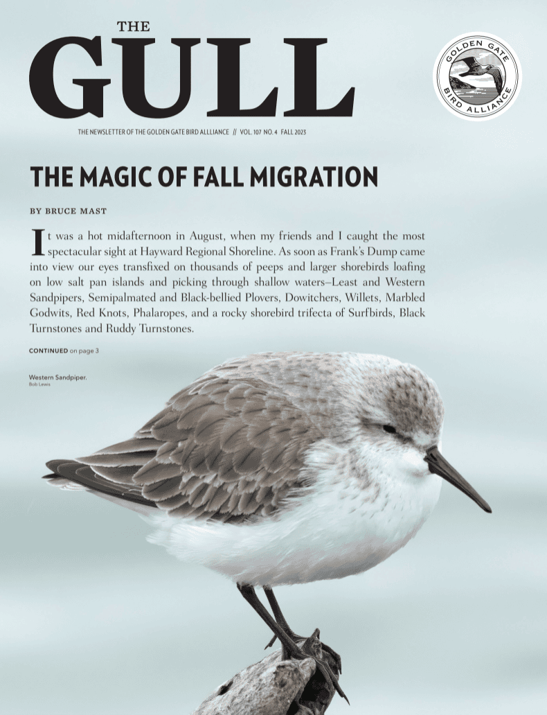 Fall 2023 Gull is now online - Golden Gate Bird Alliance