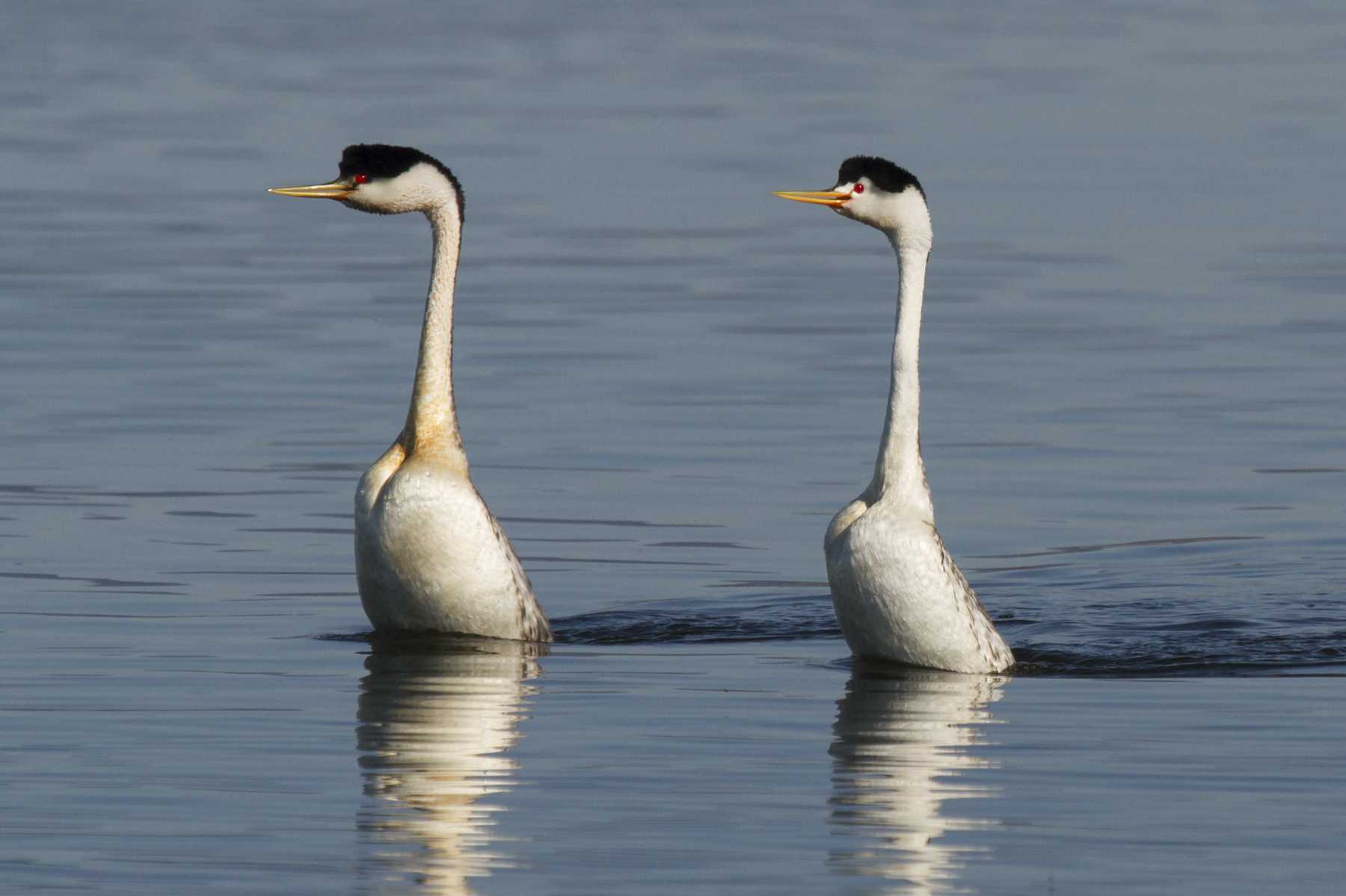 Waterbirds at Miller Knox - Golden Gate Bird Alliance