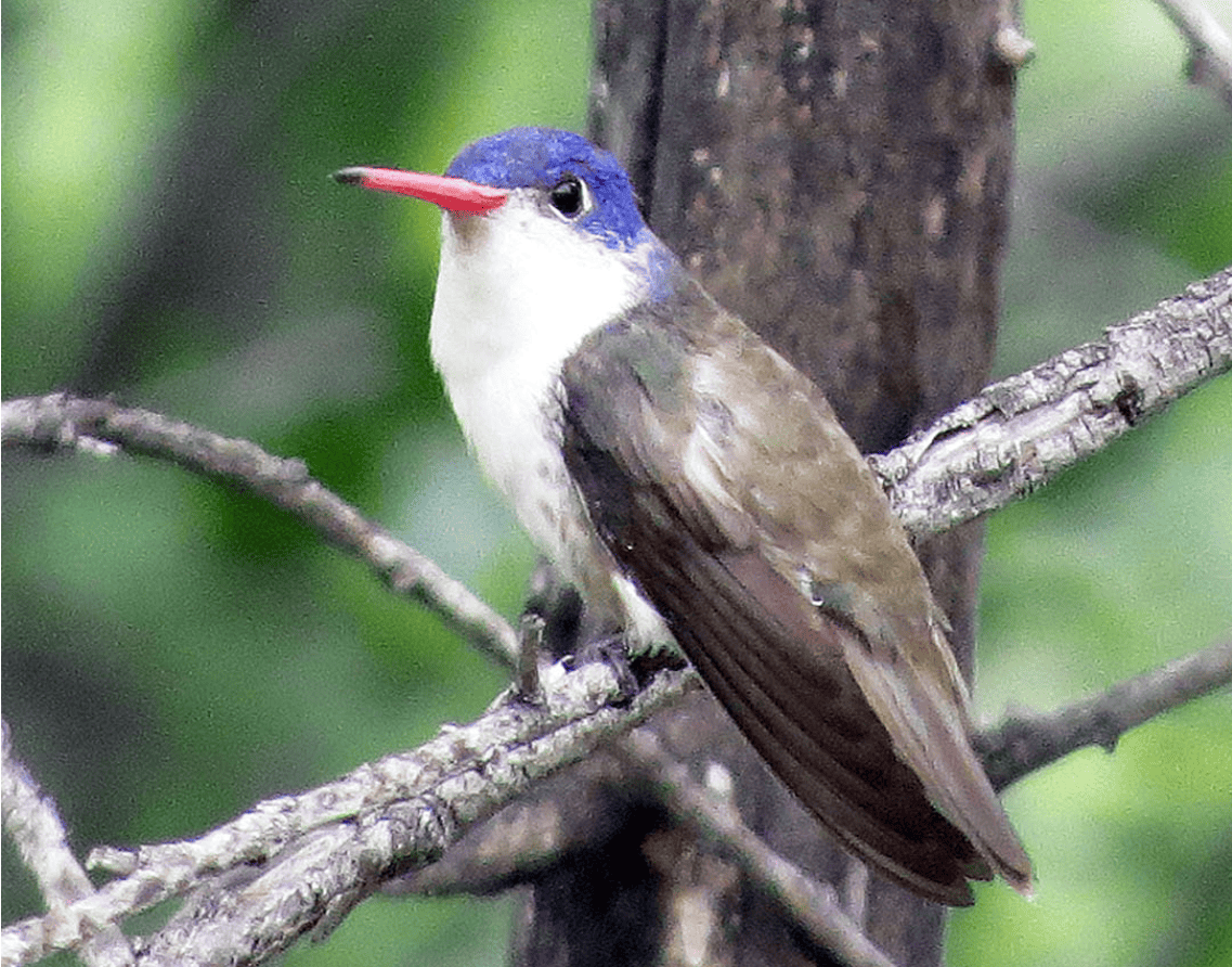 7-Violet-crowned-HB-by-Don-Faulkner - Golden Gate Bird Alliance