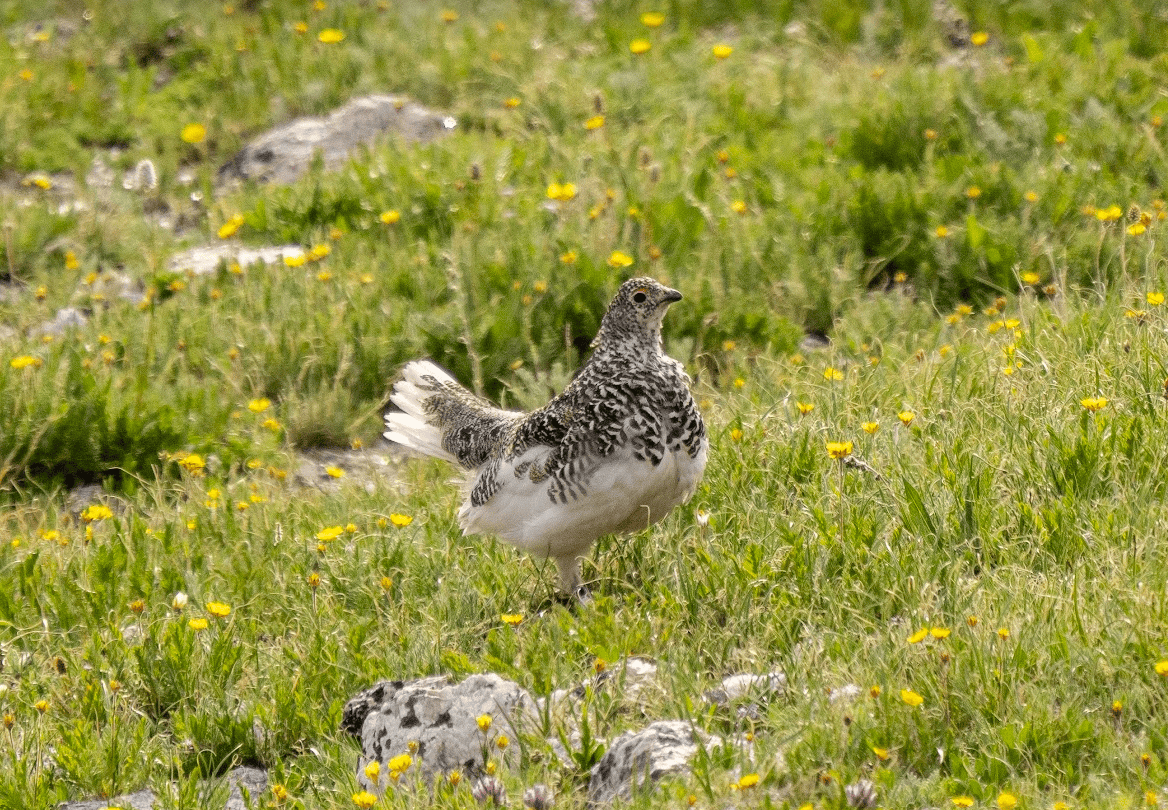 The Great Bird Auction Scavenger Hunt - Golden Gate Bird Alliance