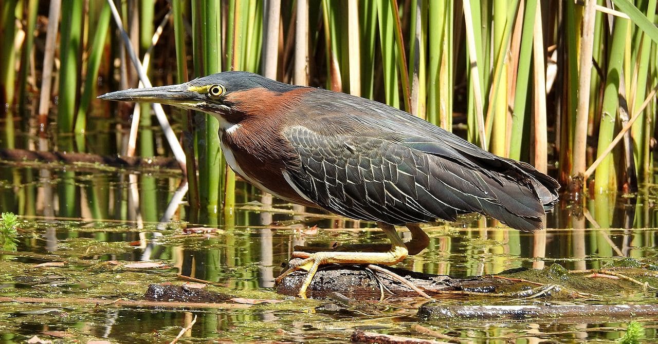 Birding in Lodi: Not Just Sandhill Cranes - Golden Gate Bird Alliance