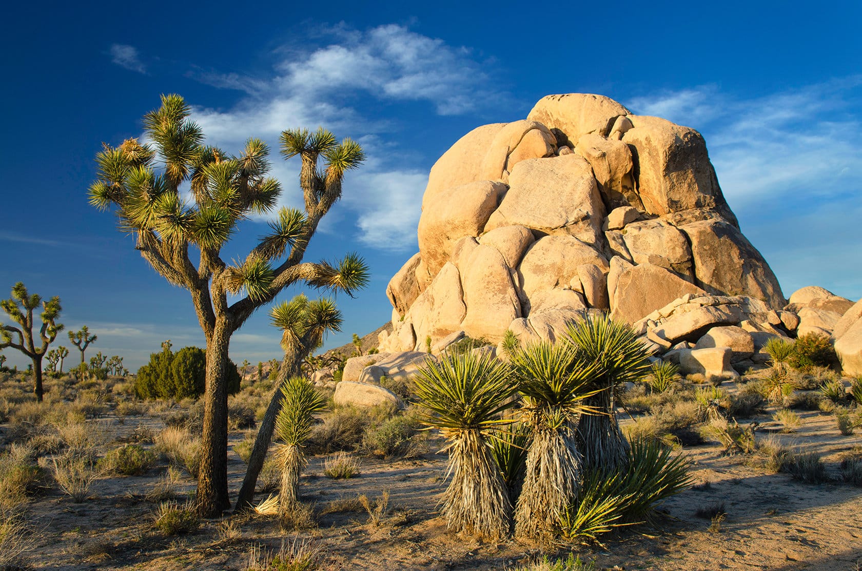DESERTS OF SOUTHERN CALIFORNIA - Golden Gate Bird Alliance