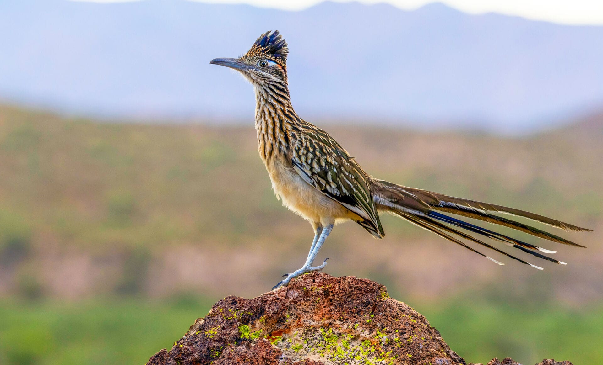 DESERTS OF SOUTHERN CALIFORNIA - Golden Gate Bird Alliance