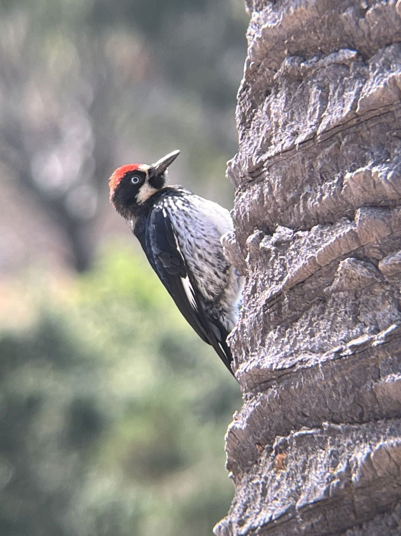 Birding the Bay Islands: Thriving in Angel Island’s diverse habitats ...