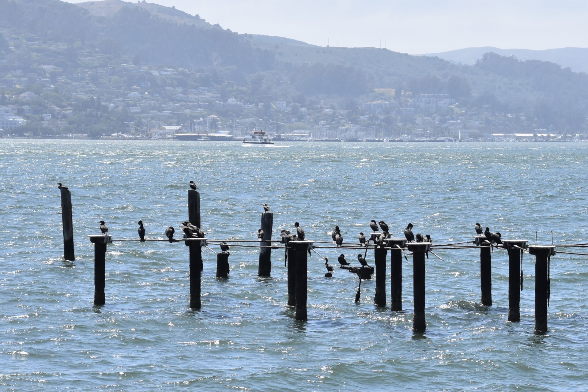 Birding the Bay Islands: Thriving in Angel Island’s diverse habitats ...