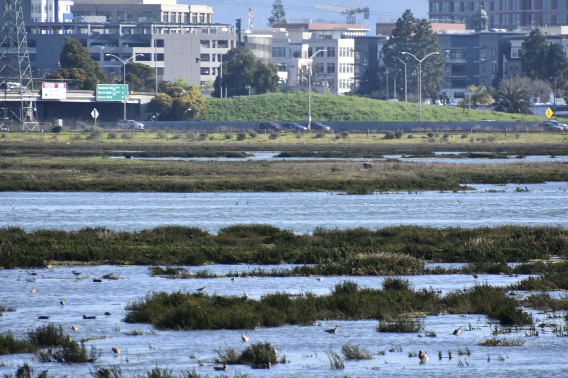 DSC_0636 - Golden Gate Bird Alliance
