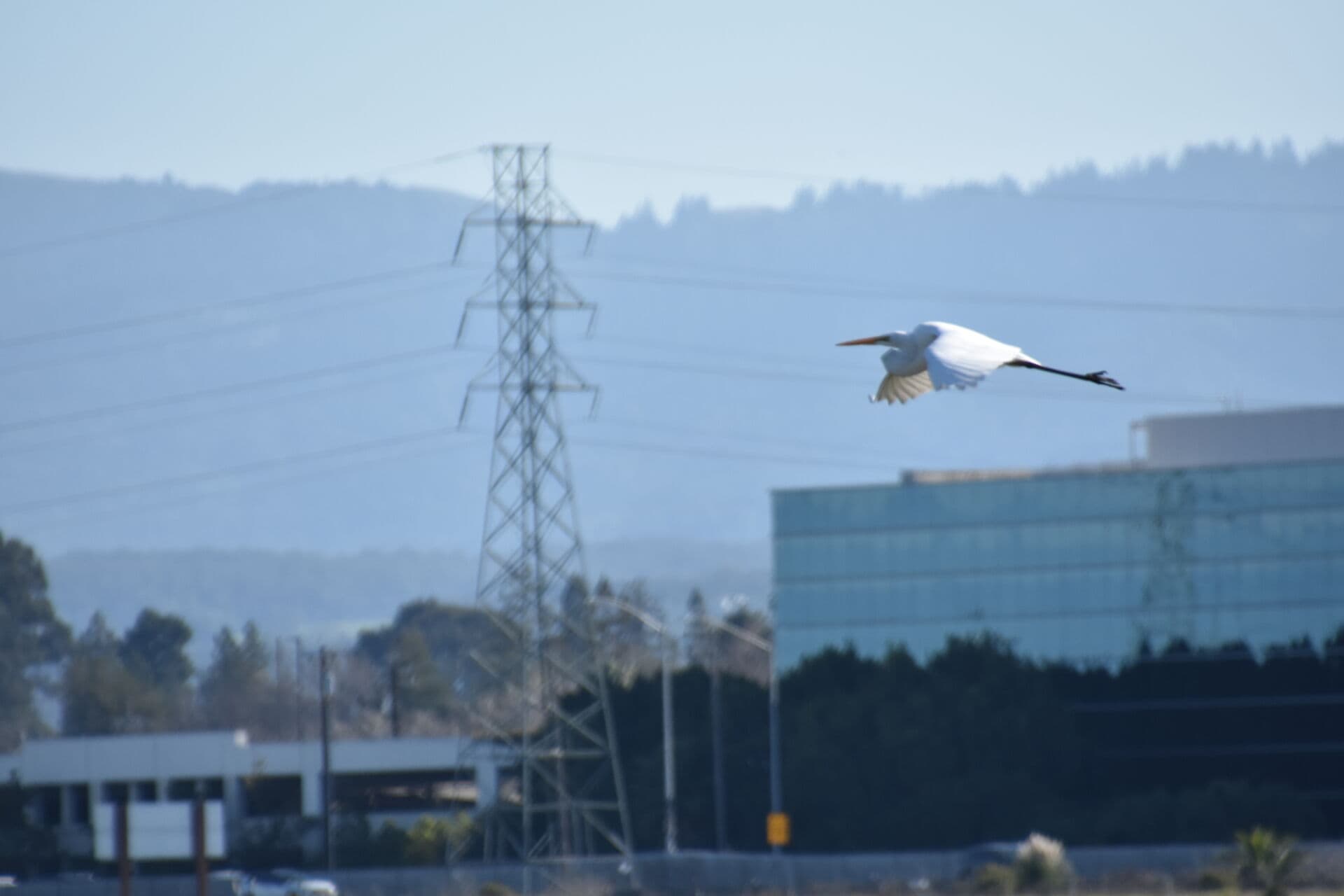 DSC_0643 - Golden Gate Bird Alliance