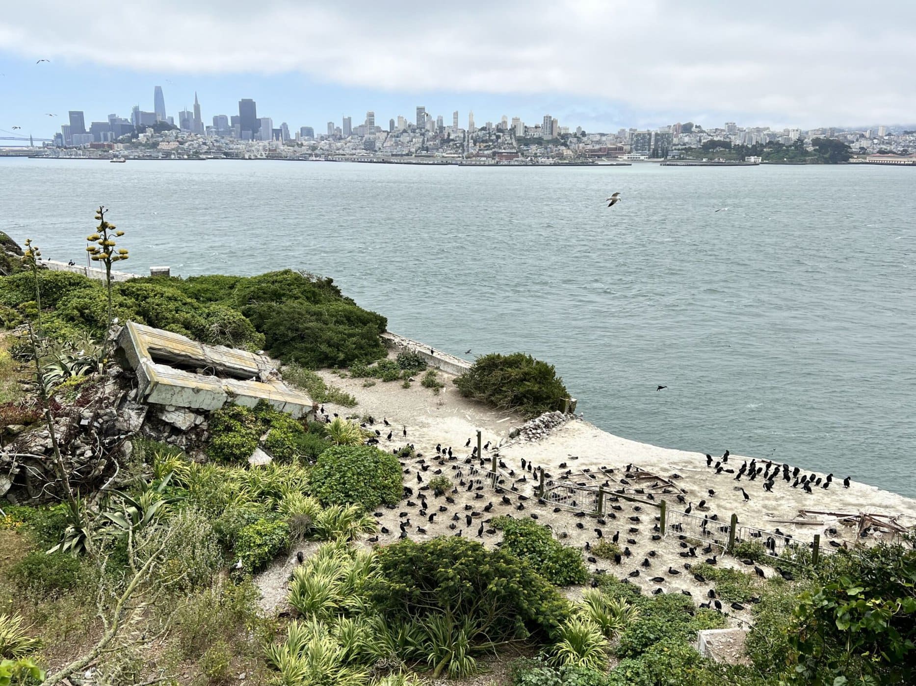 Birding the Bay Islands: The crazy chaos of nesting season on Alcatraz ...