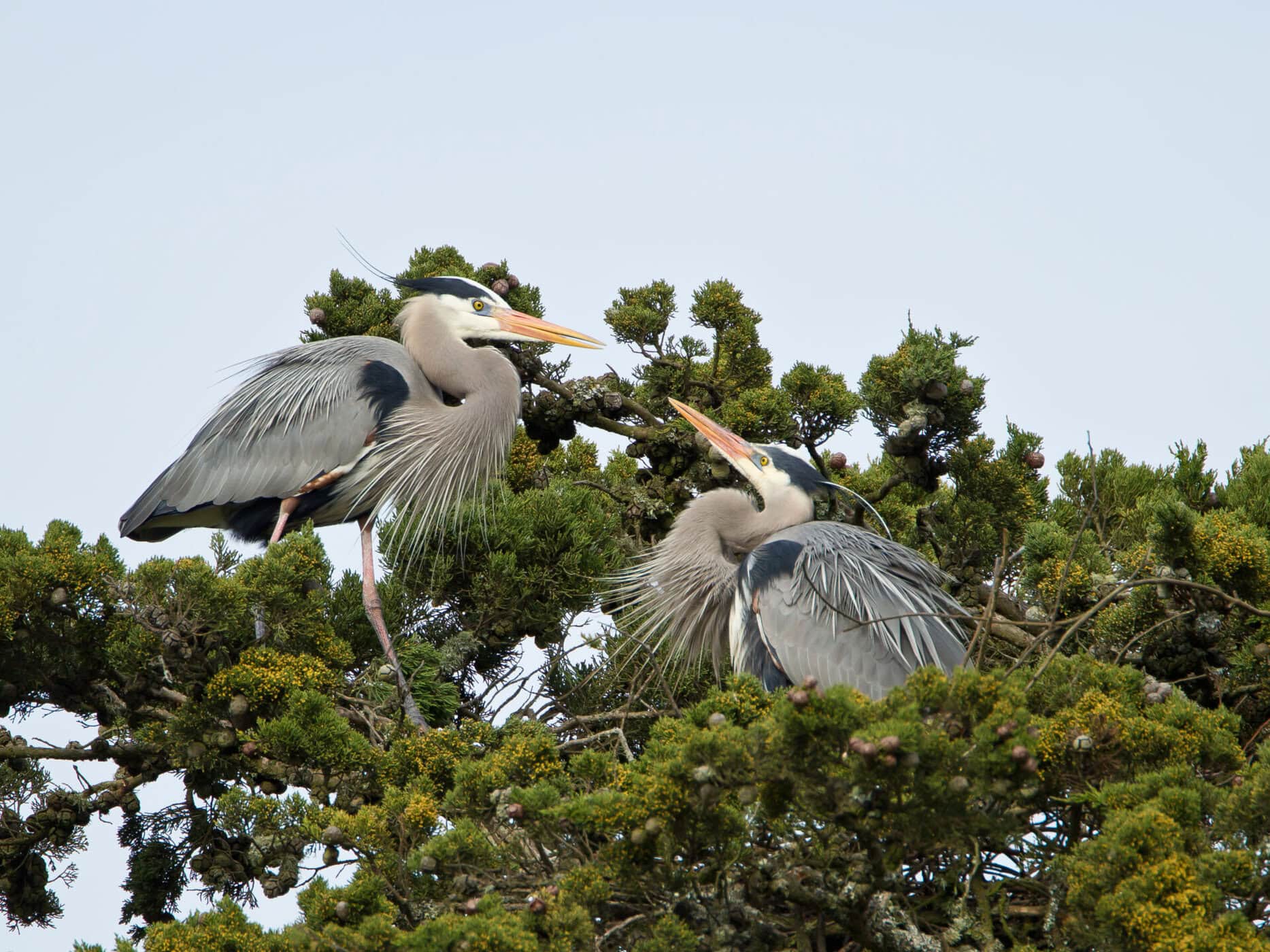 Great Blue Herons nesting at Stowe Lake, GG Park, San Francisco ...