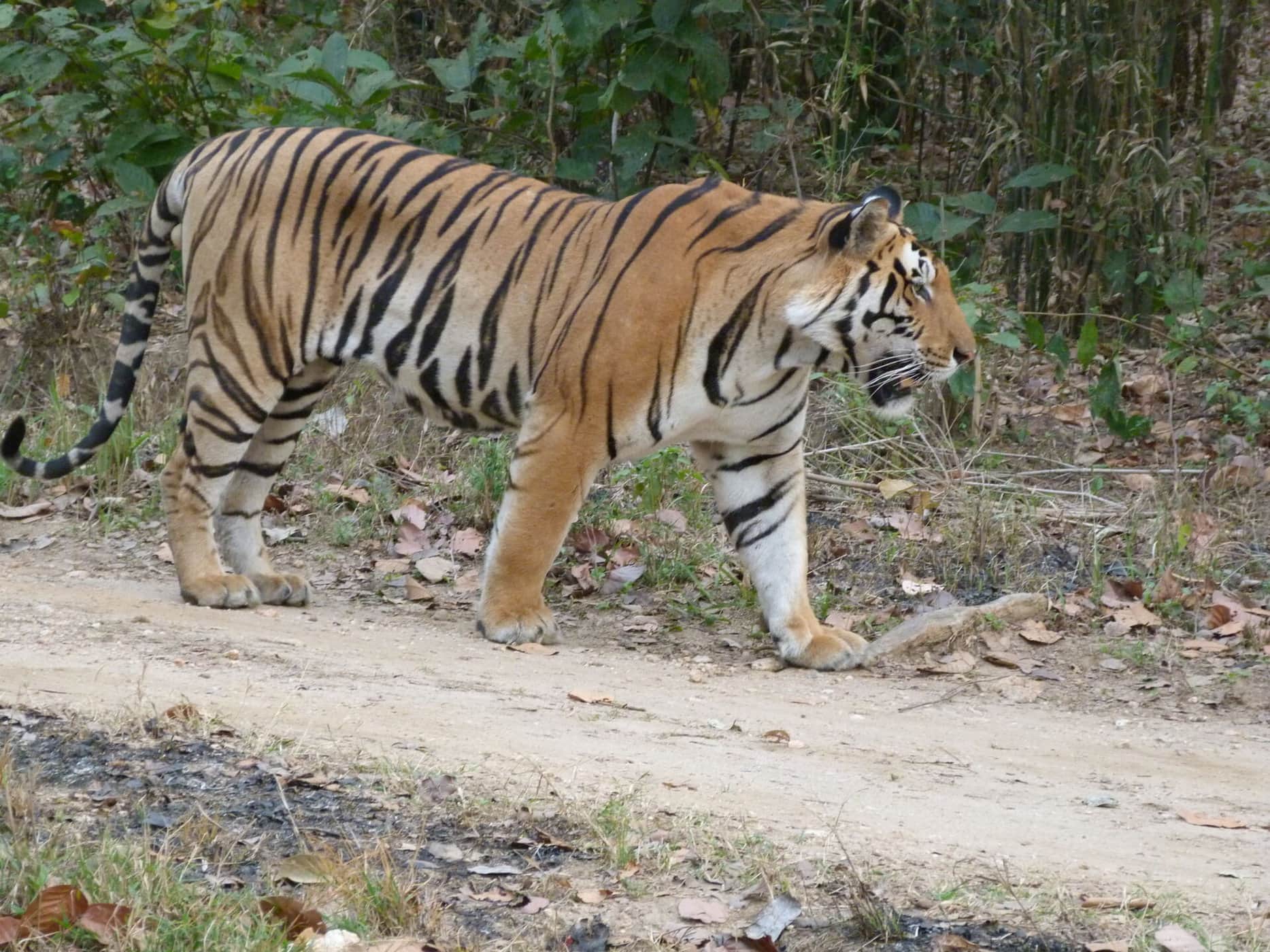 India: Lions and Tigers and Bears … & Birds! - Golden Gate Bird Alliance
