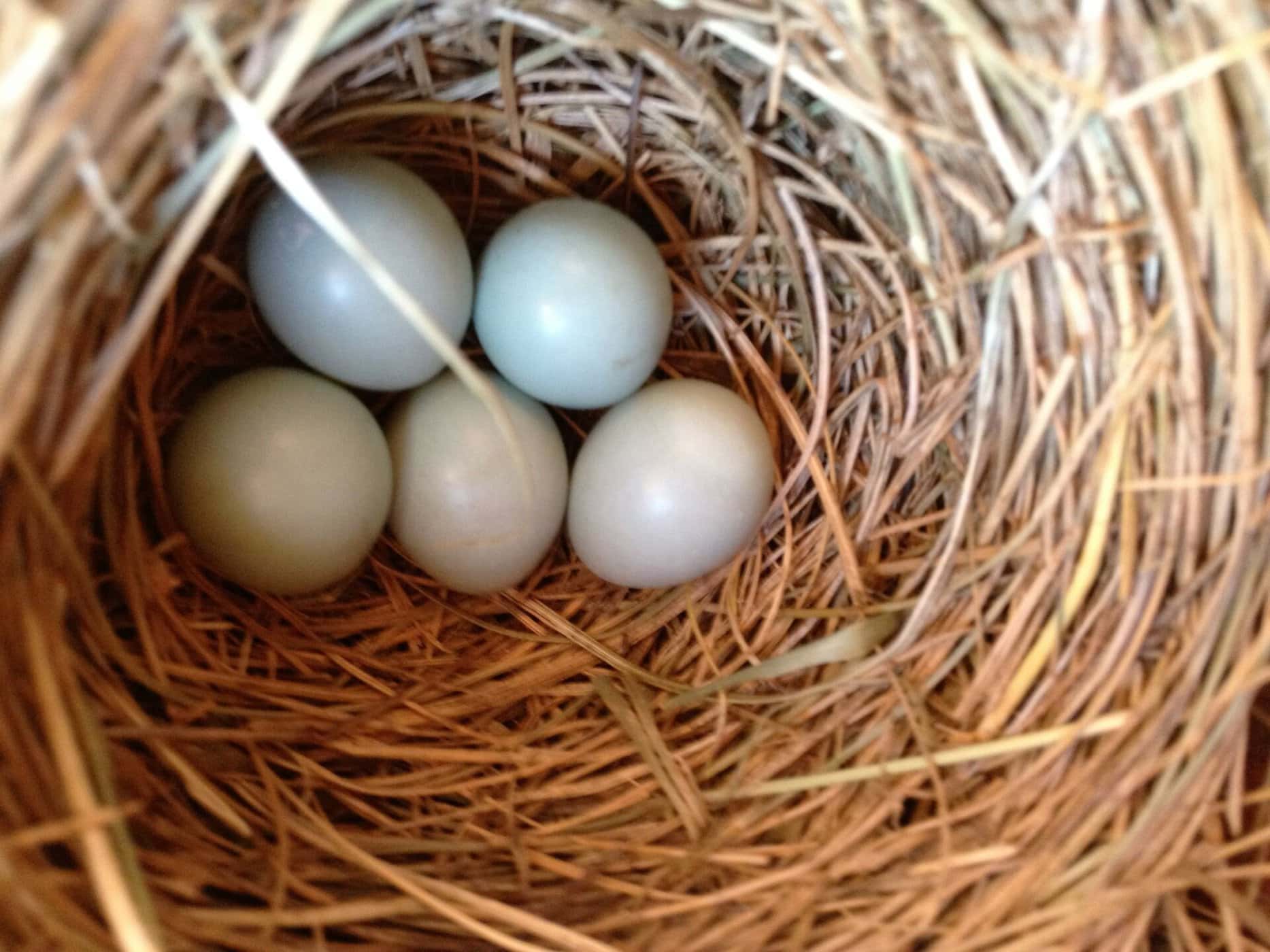 Planned Giving - Golden Gate Bird Alliance