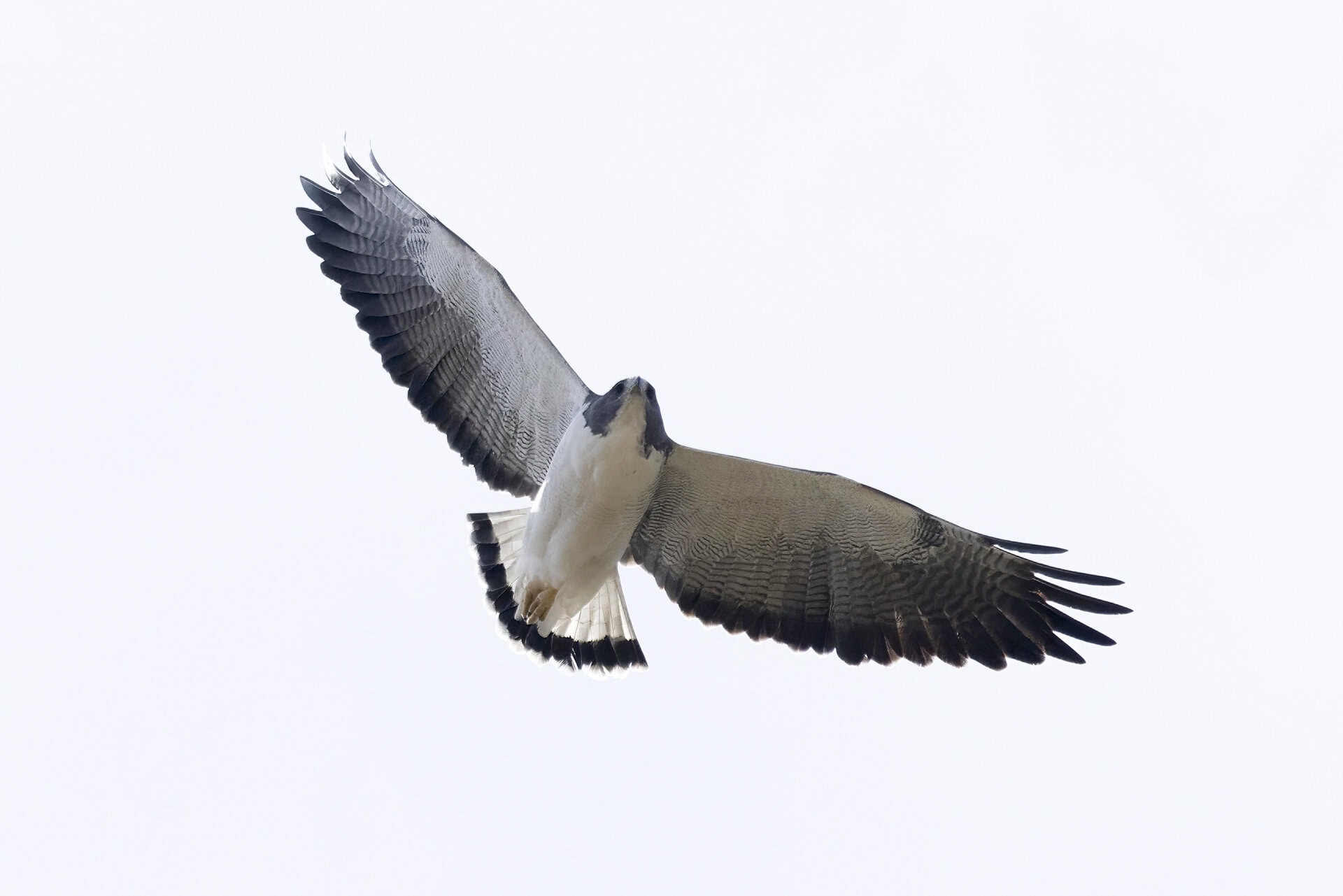 Birding, Natural History and Culture in Oaxaca, Mexico - Golden Gate ...