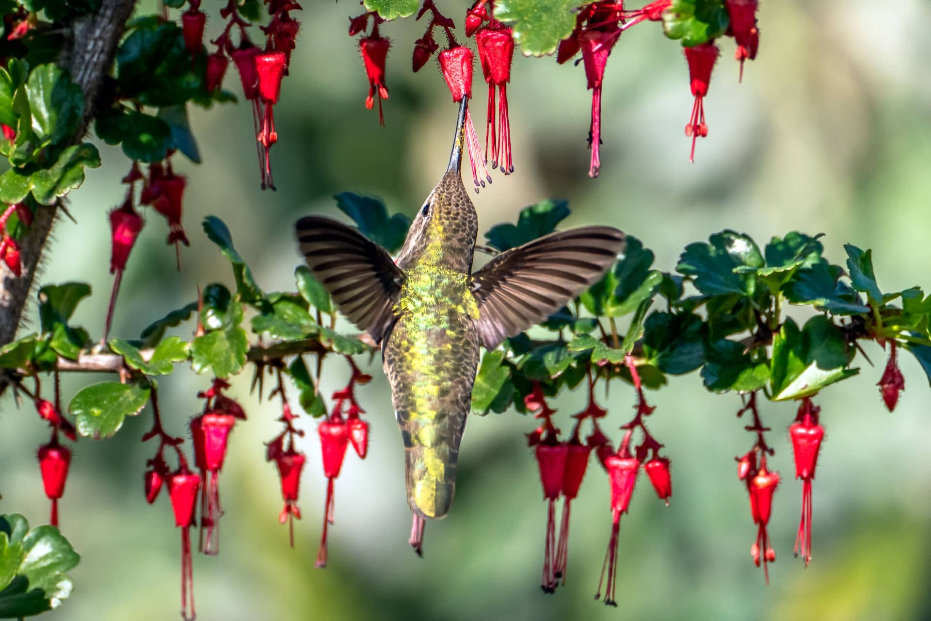 Plants for a Bird-Friendly Garden - Golden Gate Bird Alliance