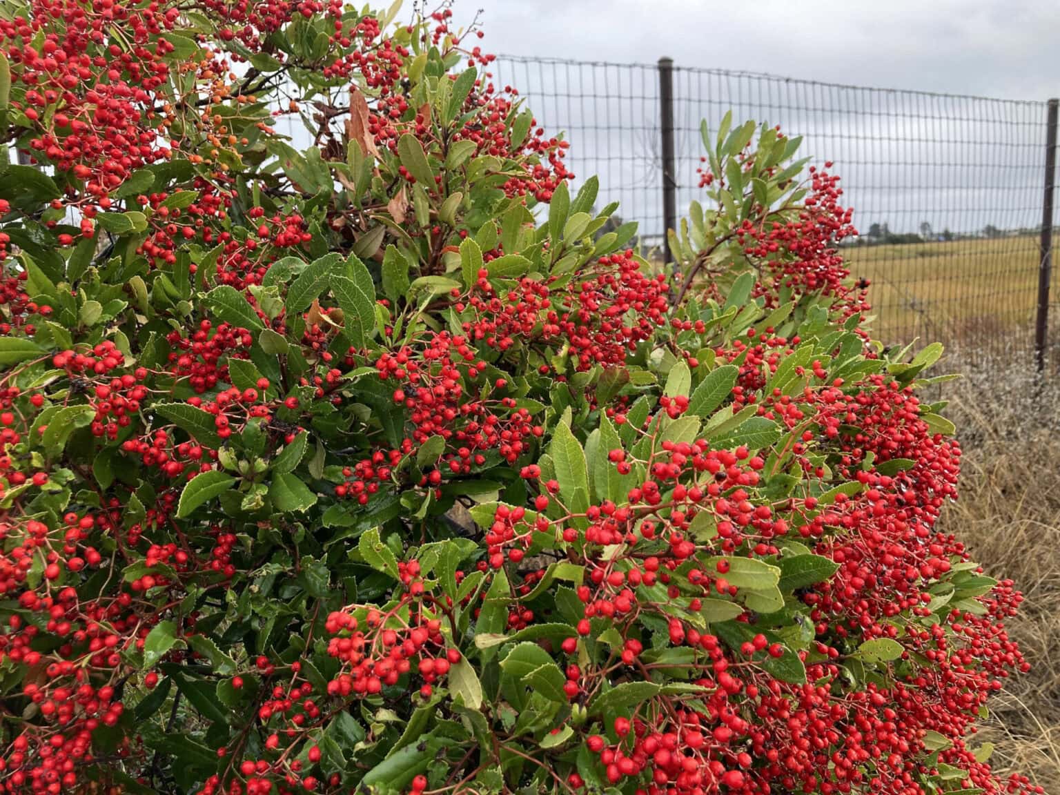231118 MLK- Toyon tree with ripe berries at Arrowhead Marsh Hab Restor ...