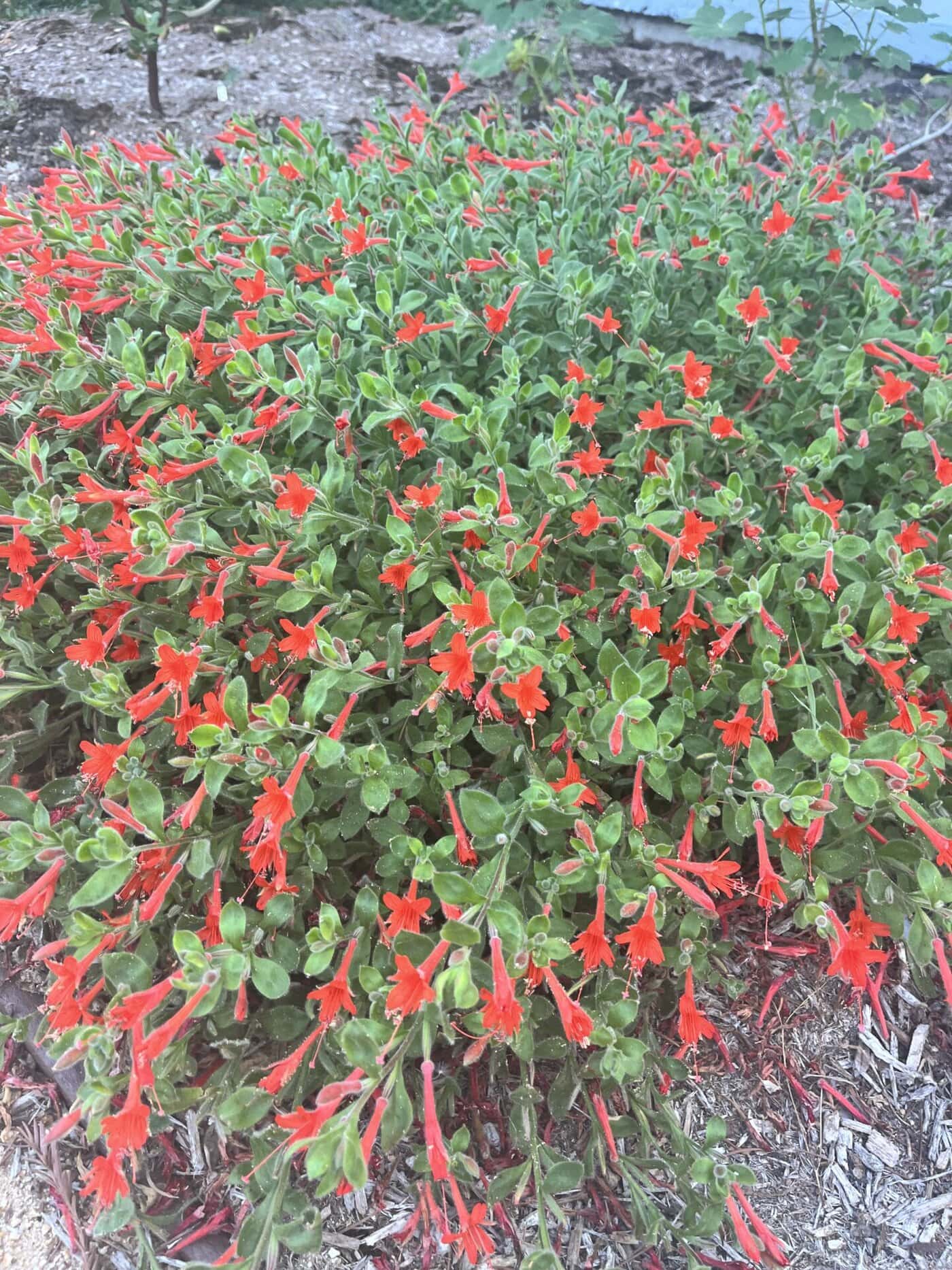 Creating Bird-Friendly Gardens: Native Plants for Bay Area Birds ...