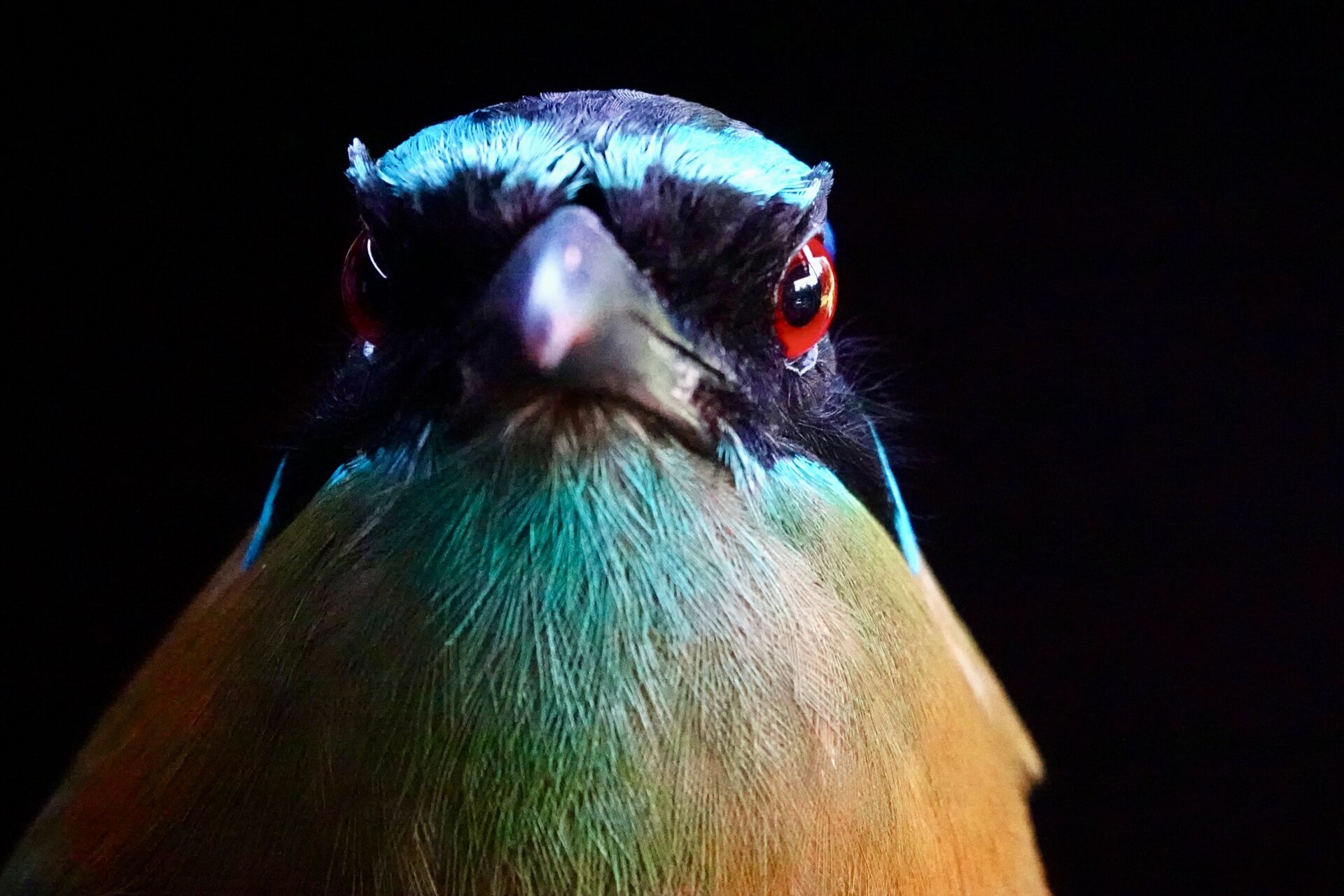 My Journey and the Bay Birding Challenge - Golden Gate Bird Alliance