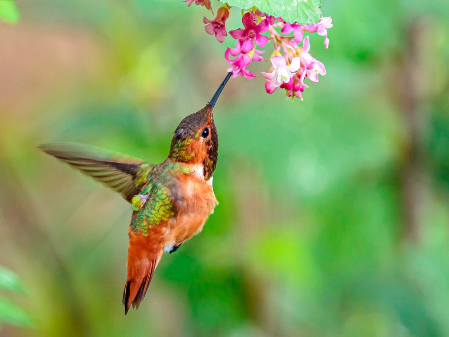 Backyard Bird Habitat - Golden Gate Bird Alliance
