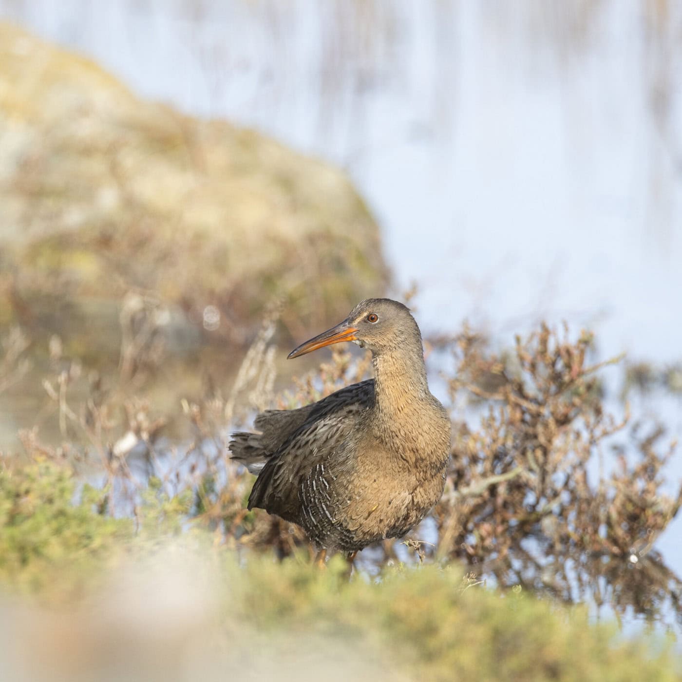 The Man-Made Mess of Meeker Slough - Golden Gate Bird Alliance