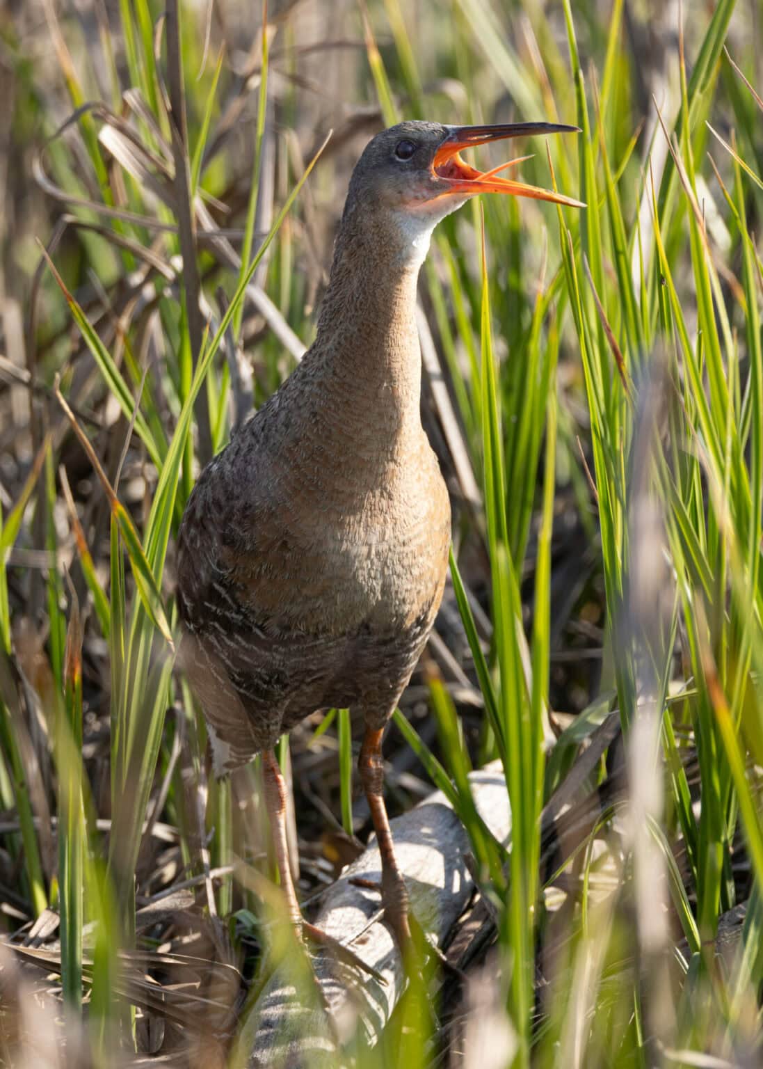 The Man-Made Mess of Meeker Slough - Golden Gate Bird Alliance