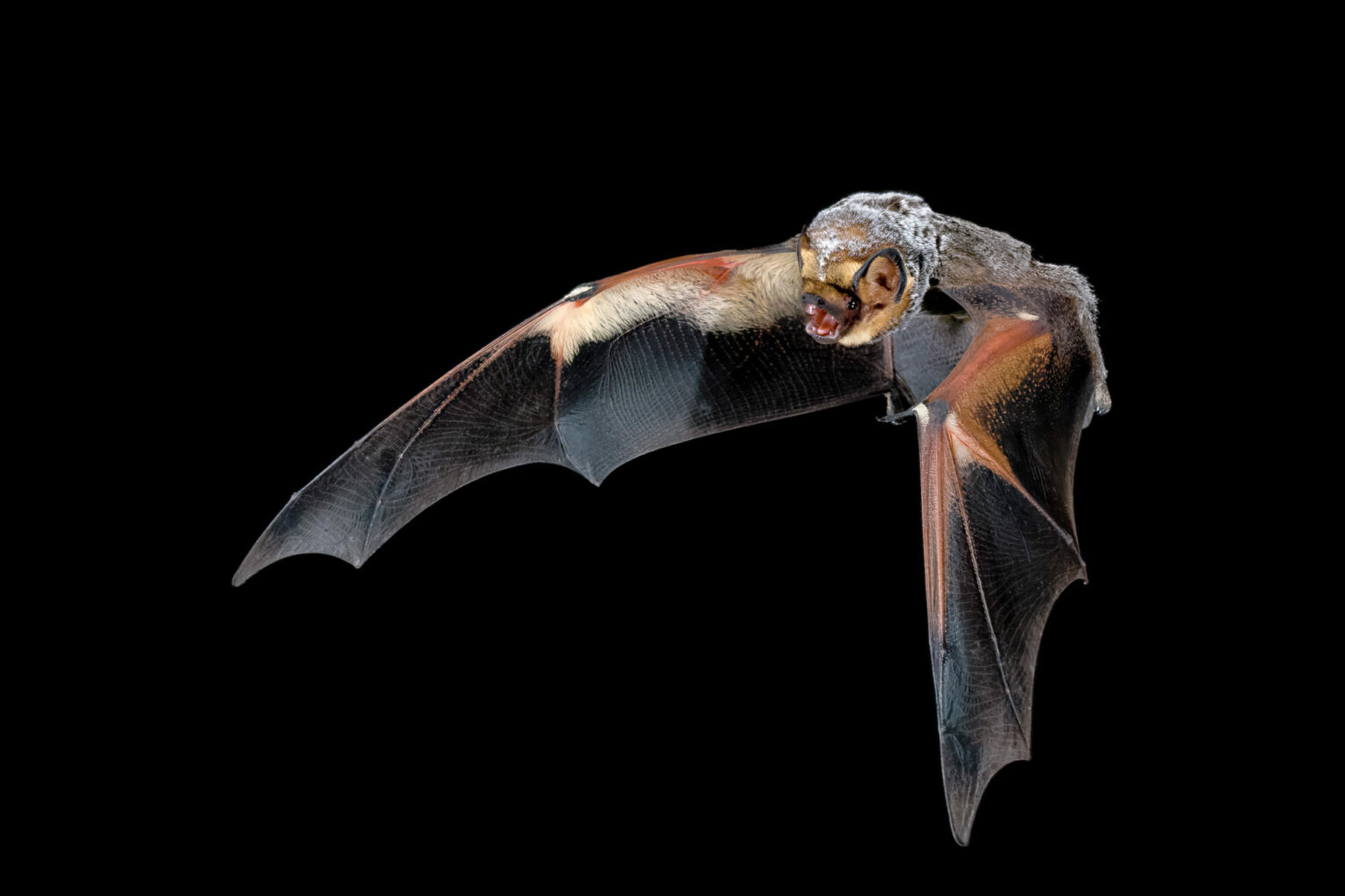 The Night Shift: Bats Need Our Help - Golden Gate Bird Alliance