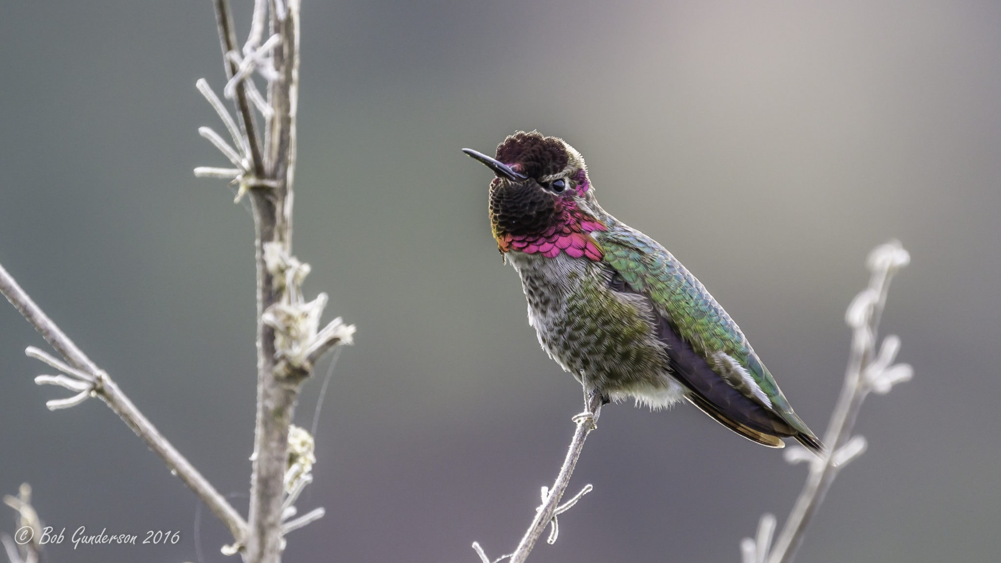 Getting to Know the Anna’s Hummingbird - Golden Gate Bird Alliance