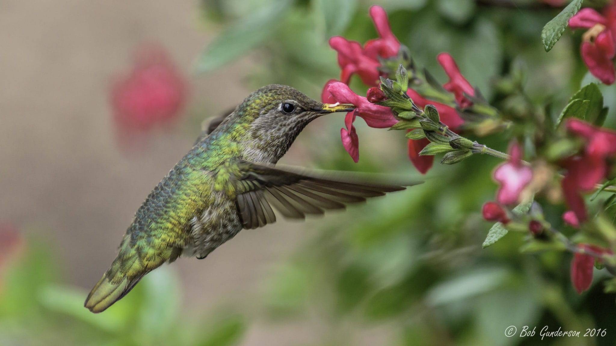 Getting to Know the Anna’s Hummingbird - Golden Gate Bird Alliance