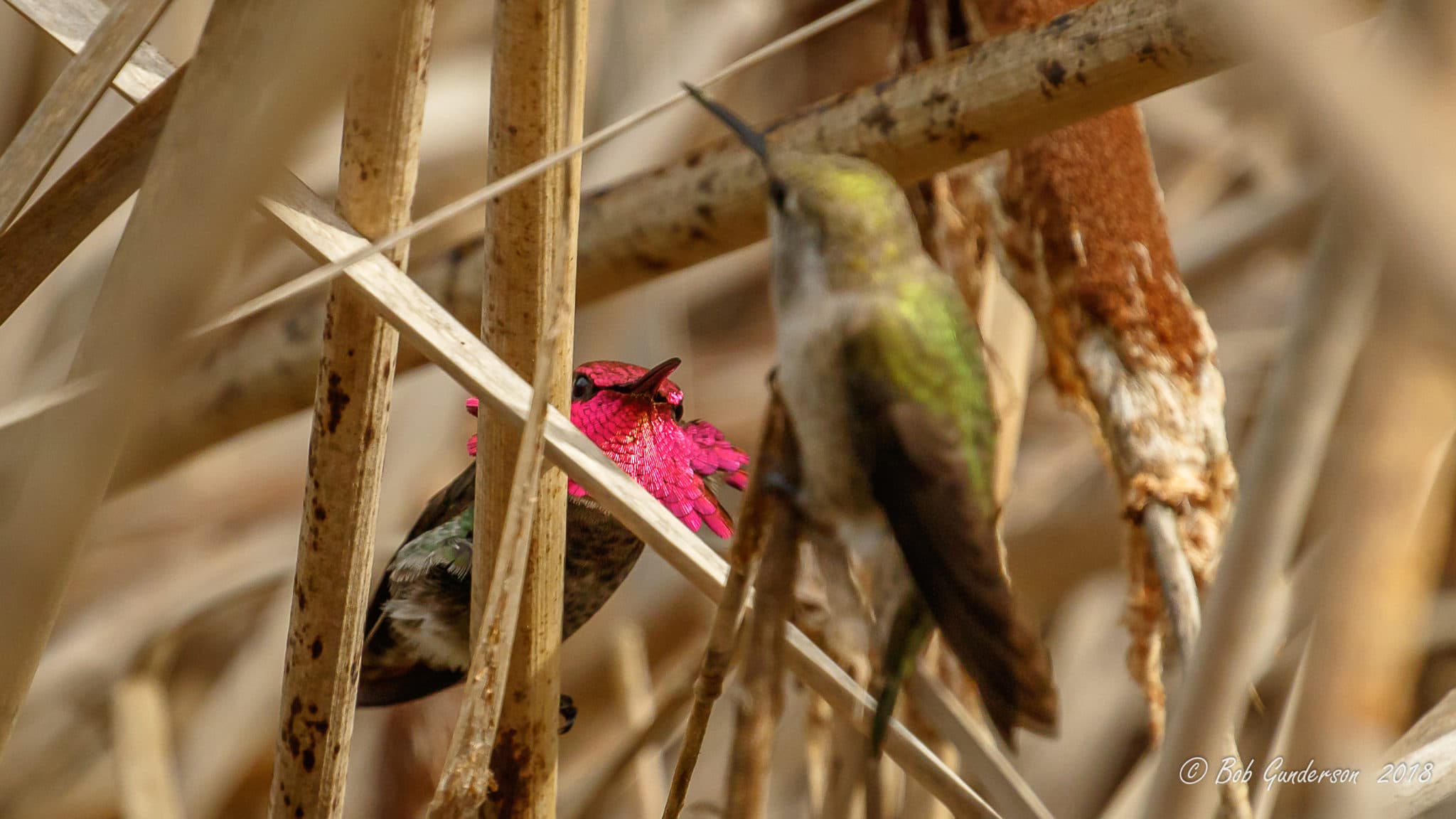 Getting to Know the Anna’s Hummingbird - Golden Gate Bird Alliance