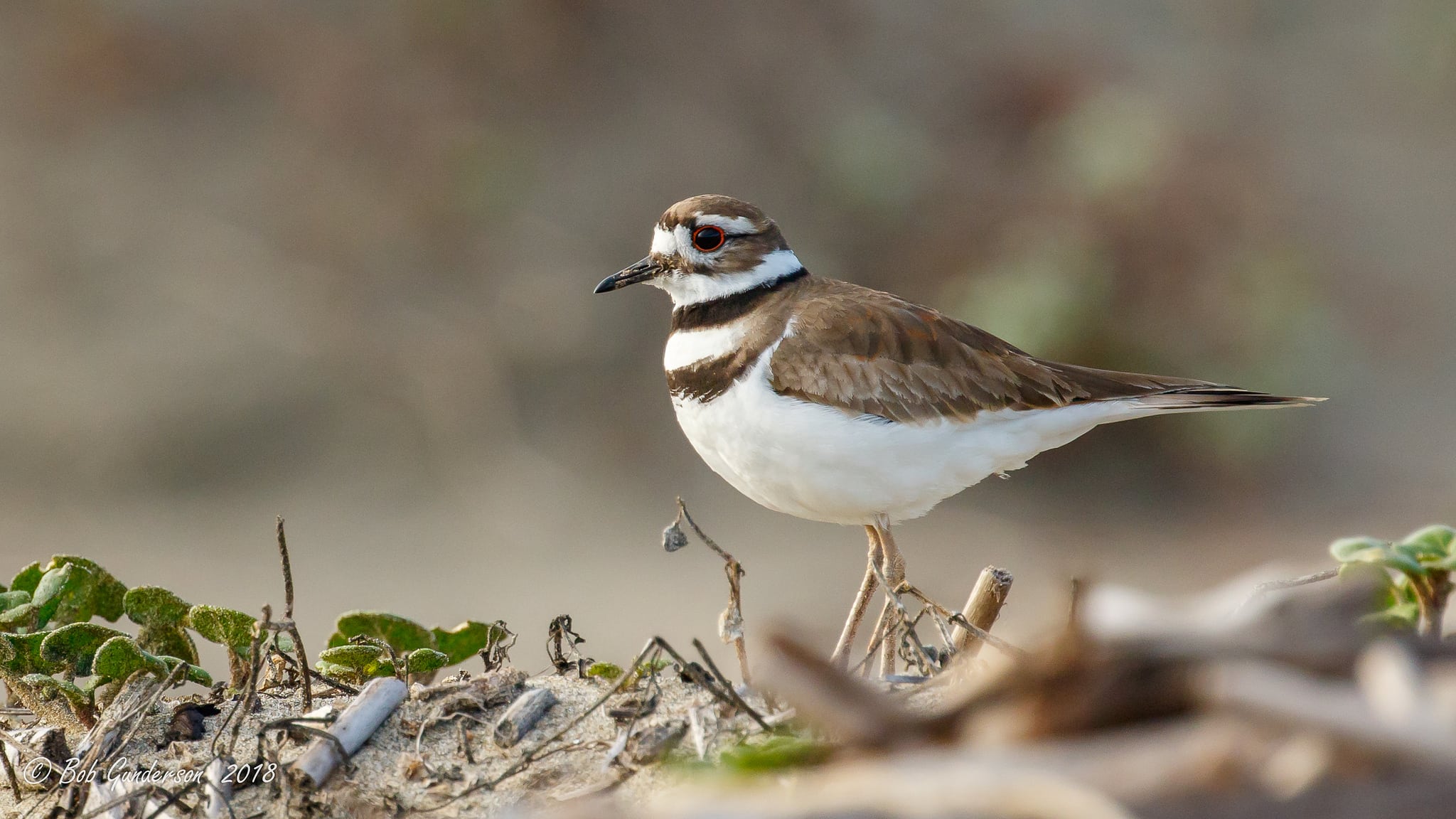 GGNRA Superintendent Joss Meets with GGBA - Golden Gate Bird Alliance