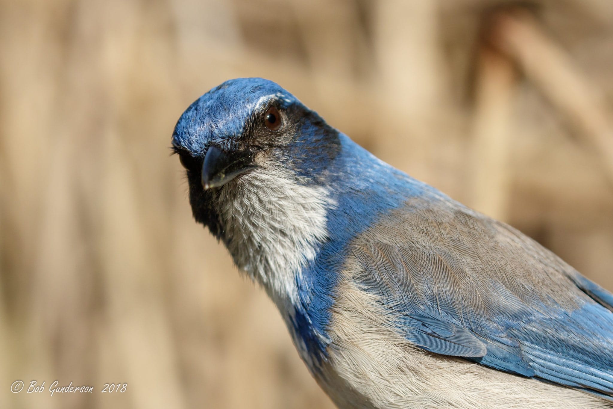 Jay Yard Bird Stories - Golden Gate Bird Alliance