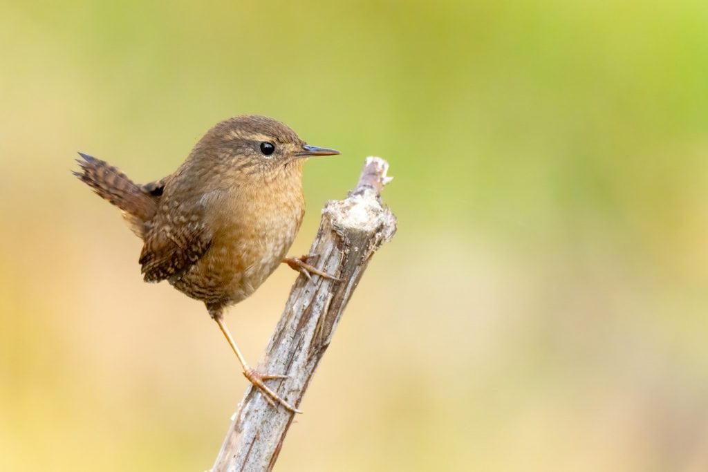 Mount Sutro Open Space Reserve: An Oasis in SF - Golden Gate Bird Alliance