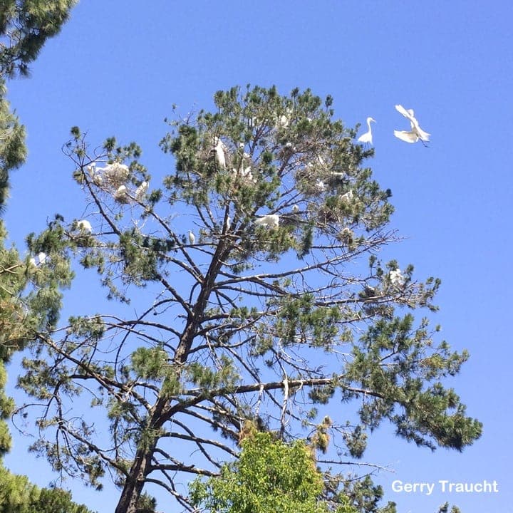 4_Traucht_Tree Top Colony 651 - Golden Gate Bird Alliance