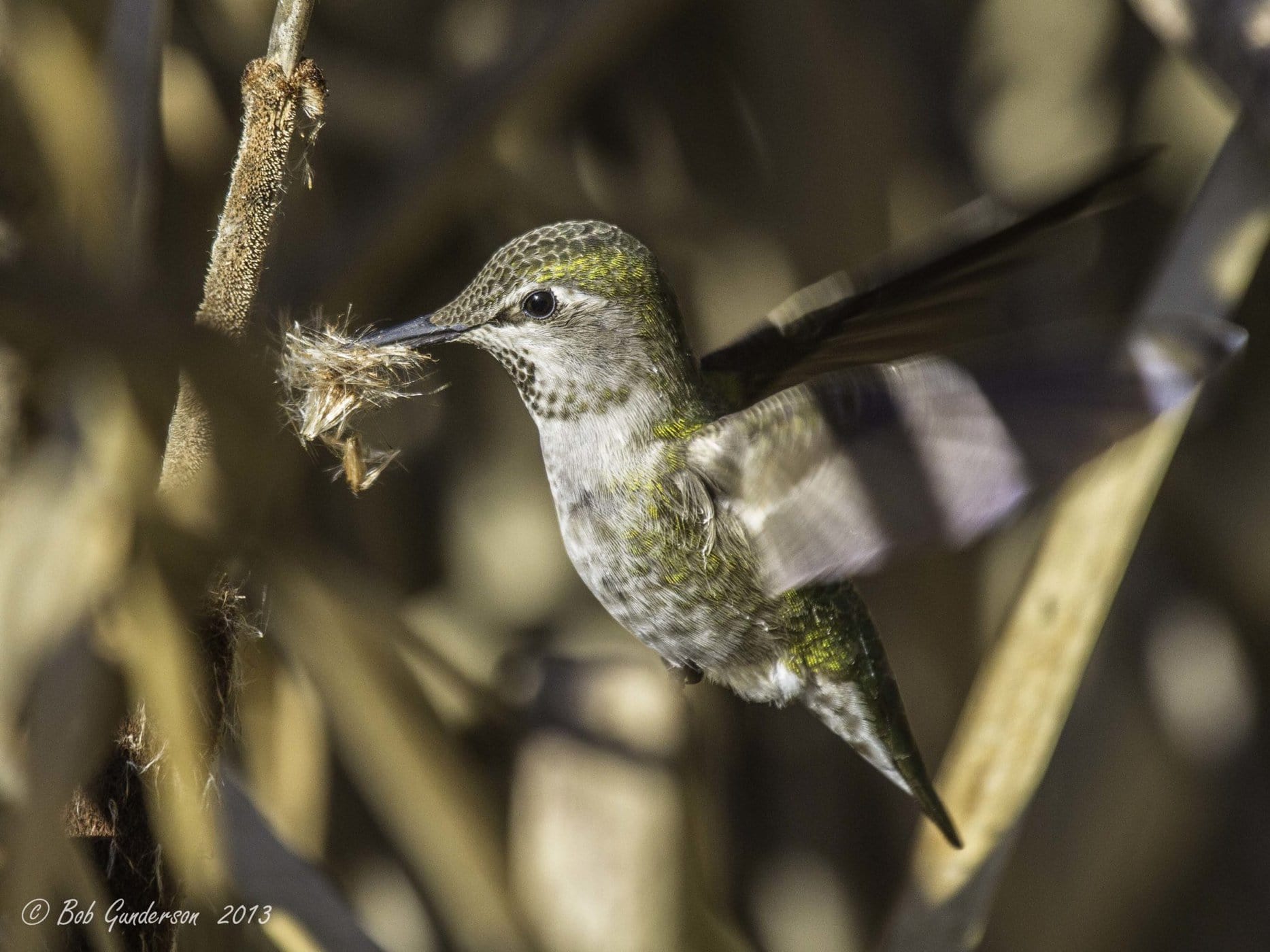 Getting to Know the Anna’s Hummingbird - Golden Gate Bird Alliance