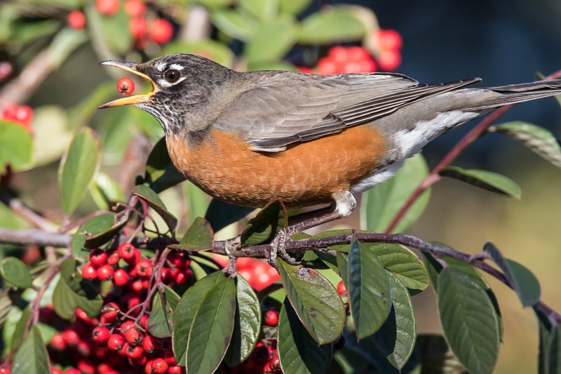 Birds and Berries - Golden Gate Bird Alliance
