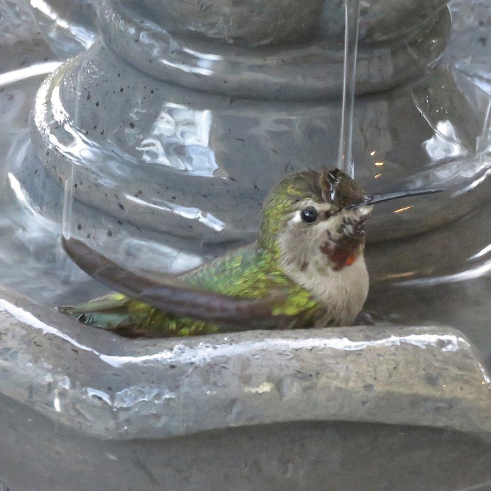 How birds handle hot weather - Golden Gate Bird Alliance