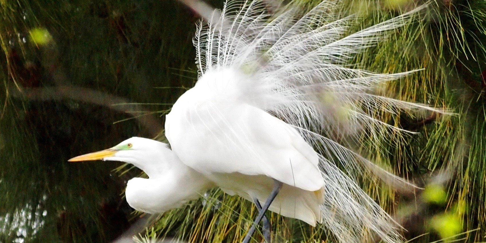 Egrets in the Monterey pines, 2019 - Golden Gate Bird Alliance