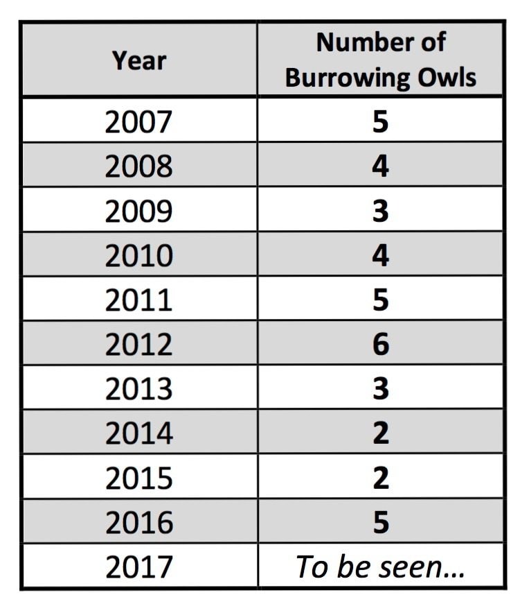 Burrowing Owl docents start their 11th season - Golden Gate Bird Alliance