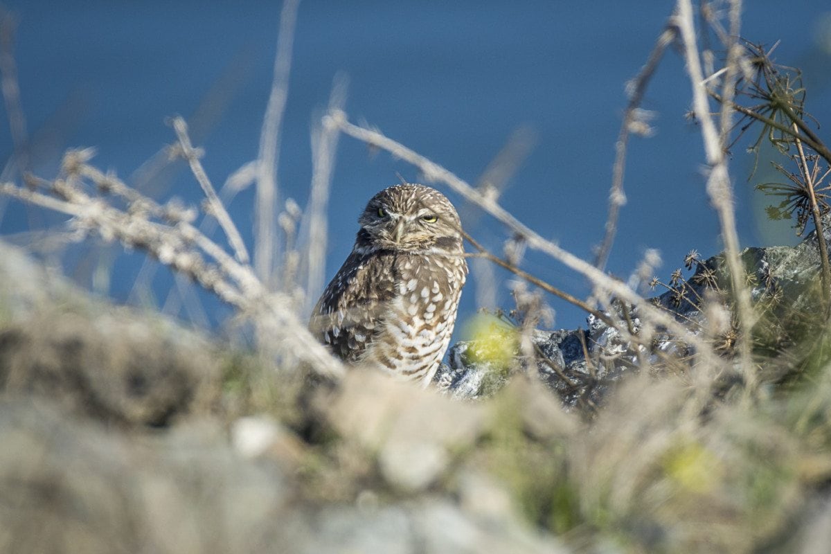 A Burrowing Owl death in Berkeley - Golden Gate Bird Alliance