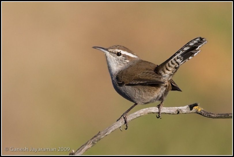 The boldness of the Bewick's Wren - Golden Gate Bird Alliance