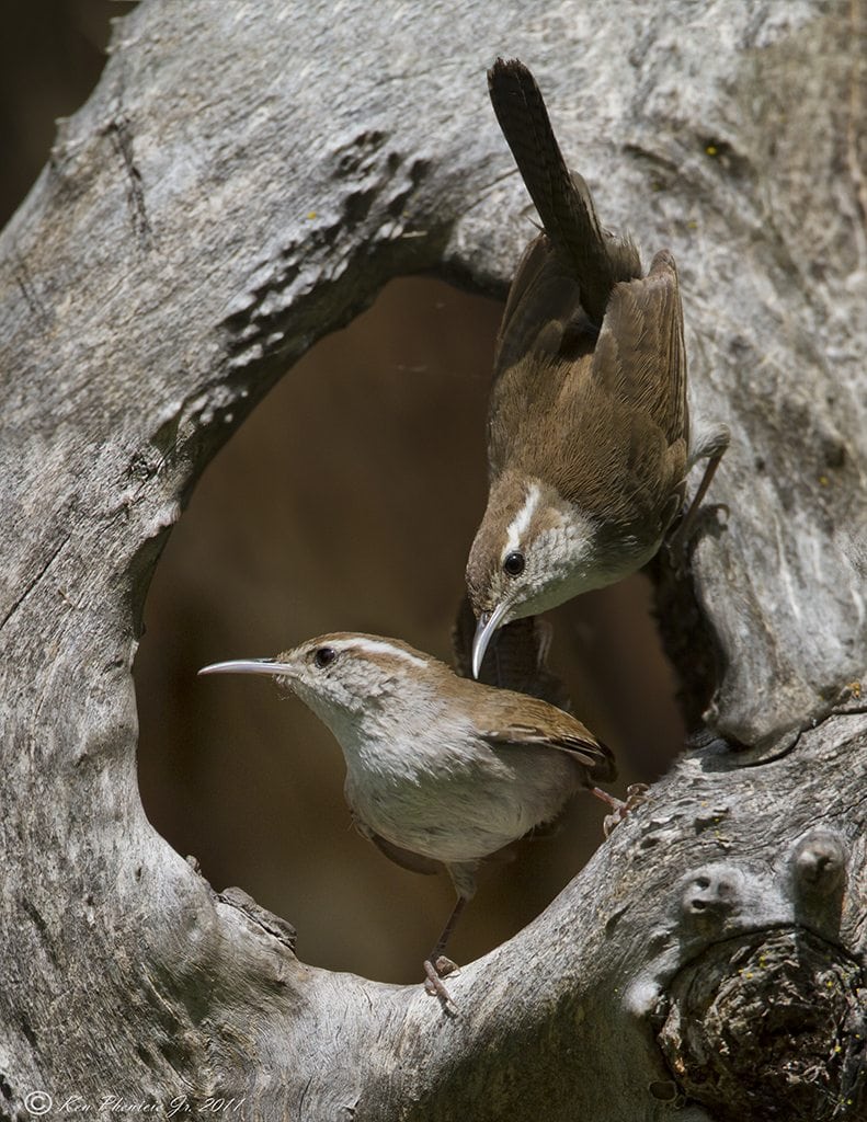 The boldness of the Bewick's Wren - Golden Gate Bird Alliance