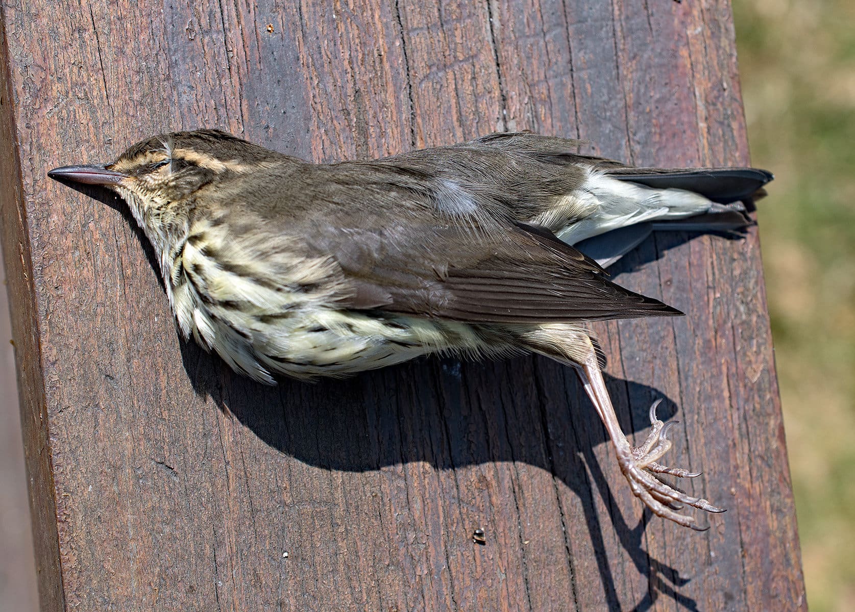 Bird-Safe Buildings advance in Berkeley, Emeryville - Golden Gate Bird ...