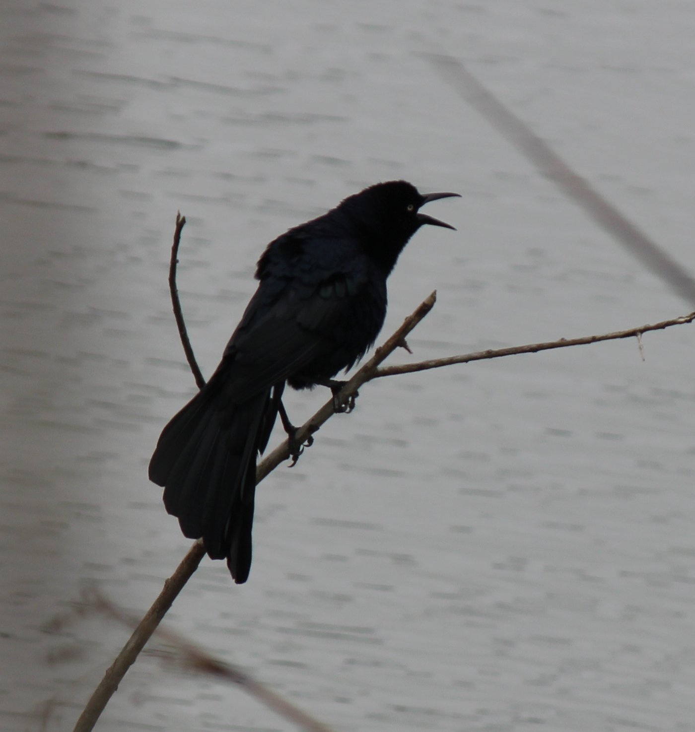 Lake Merced: San Francisco's Birding Jewel - Golden Gate Bird Alliance