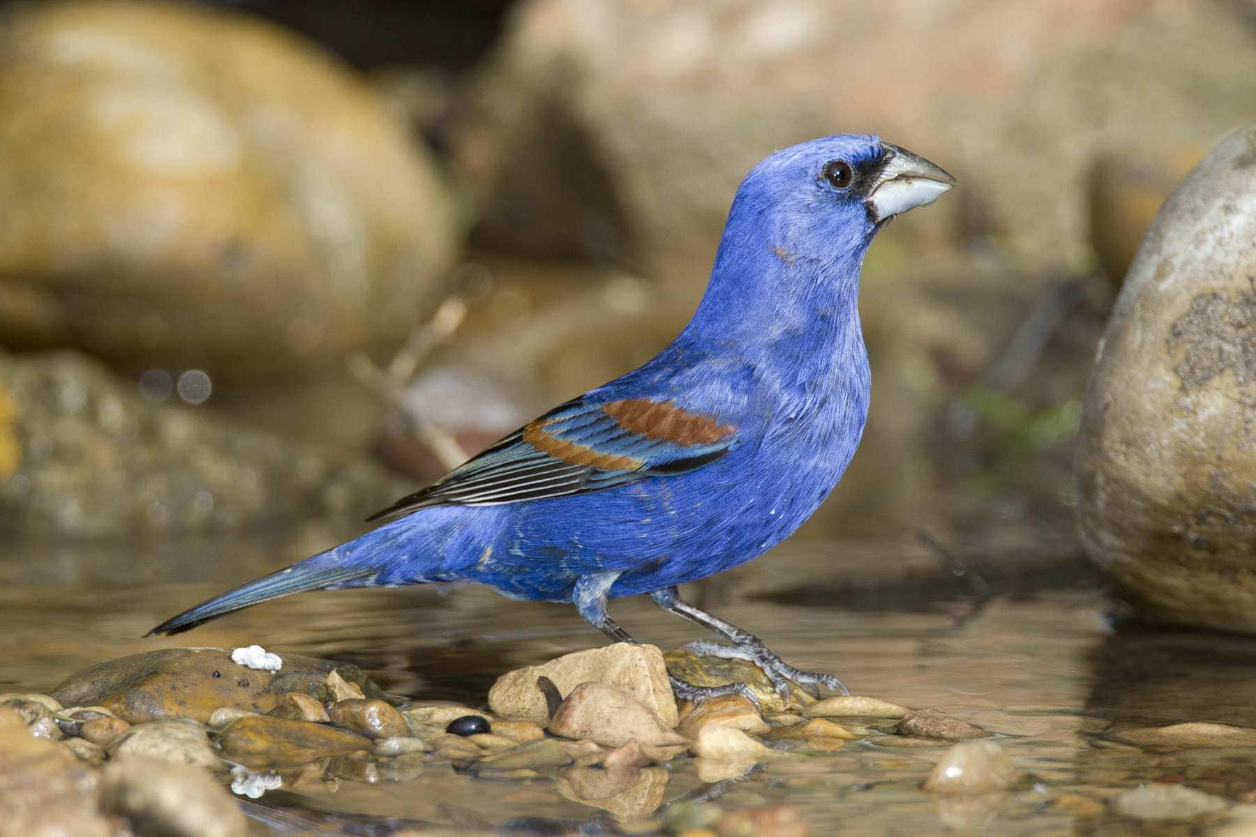 The color blue - Golden Gate Bird Alliance
